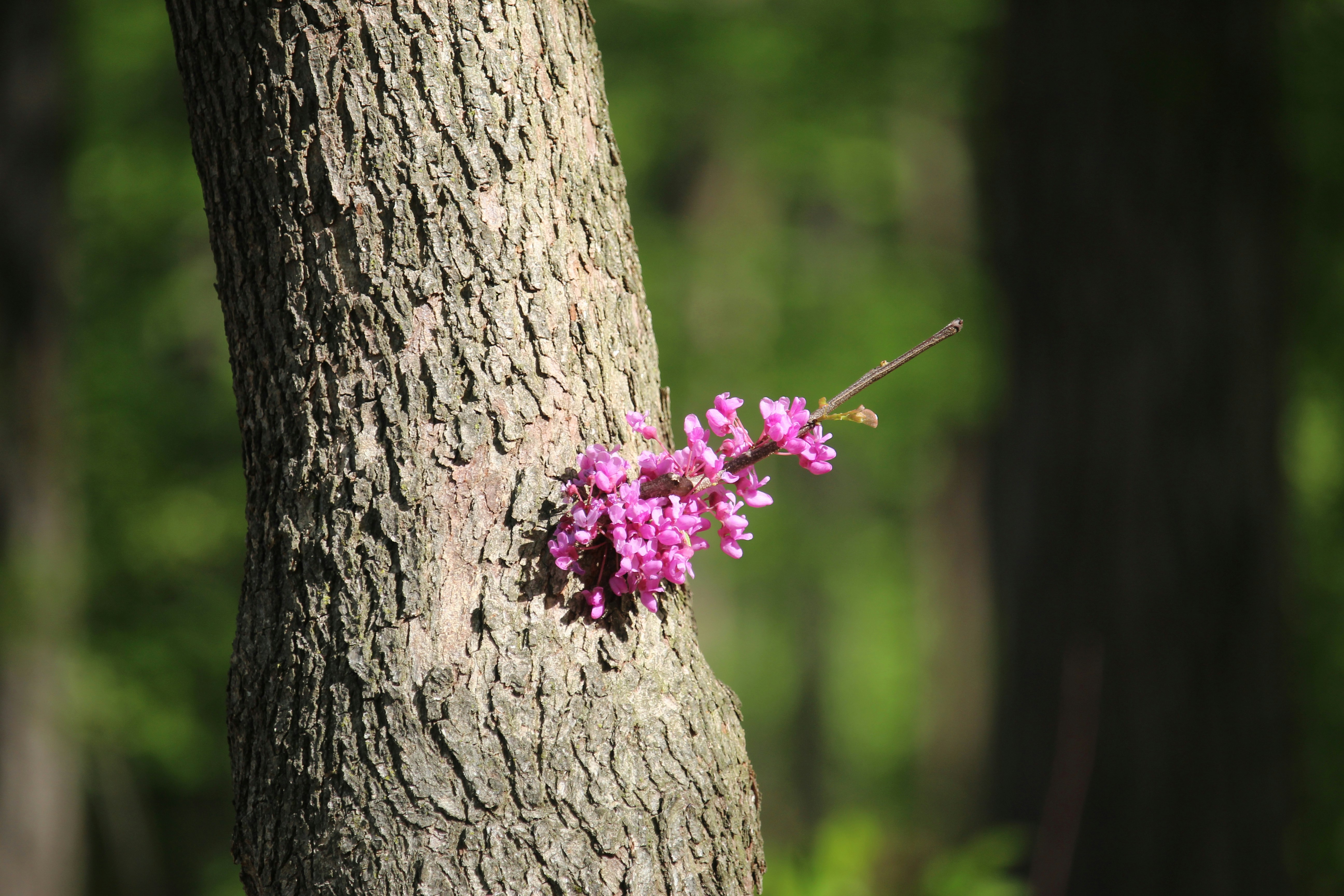 Pink Bloom on a Gnarled Sentinel