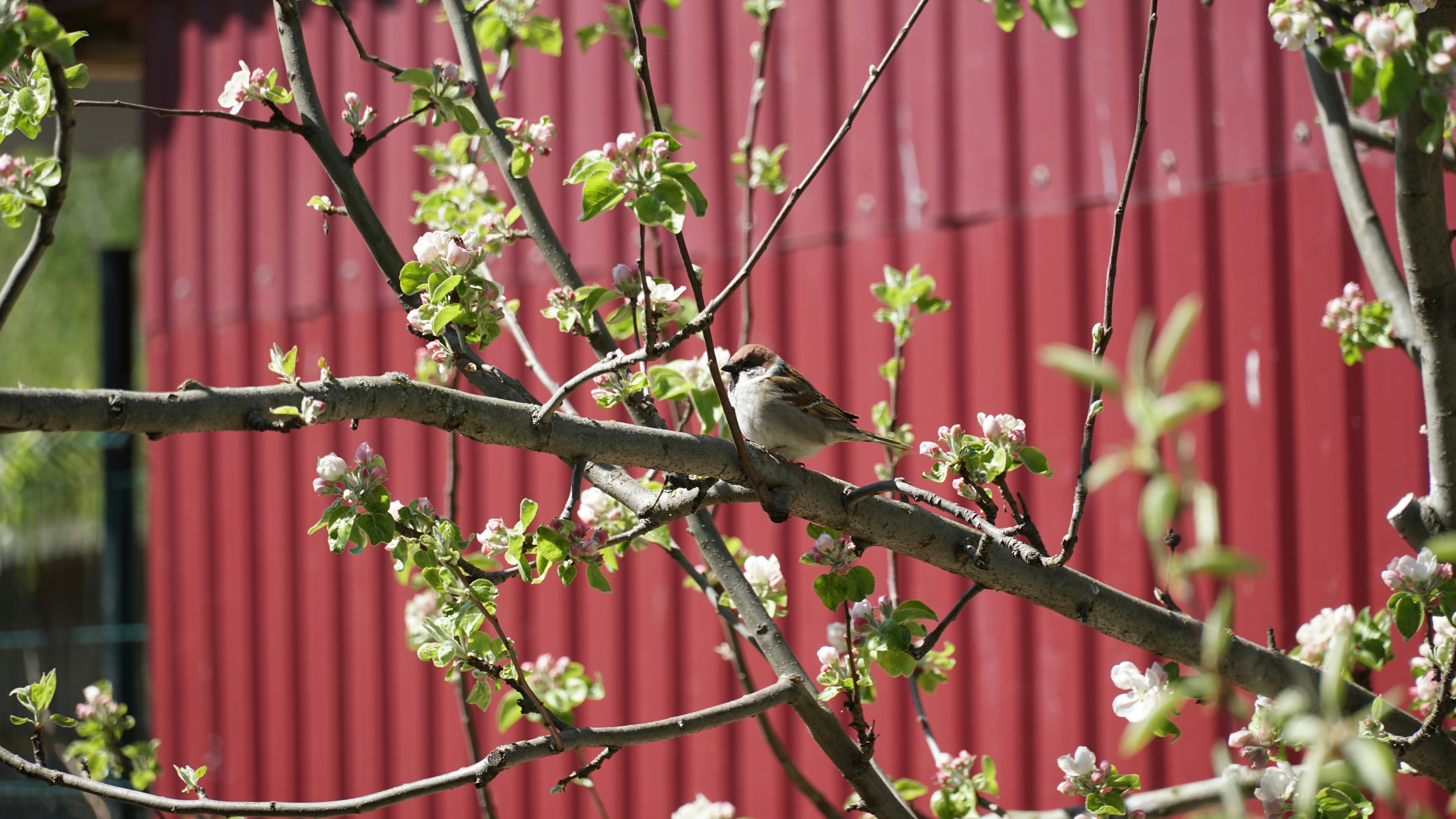 A sparrow sits on the branch of an apple tree