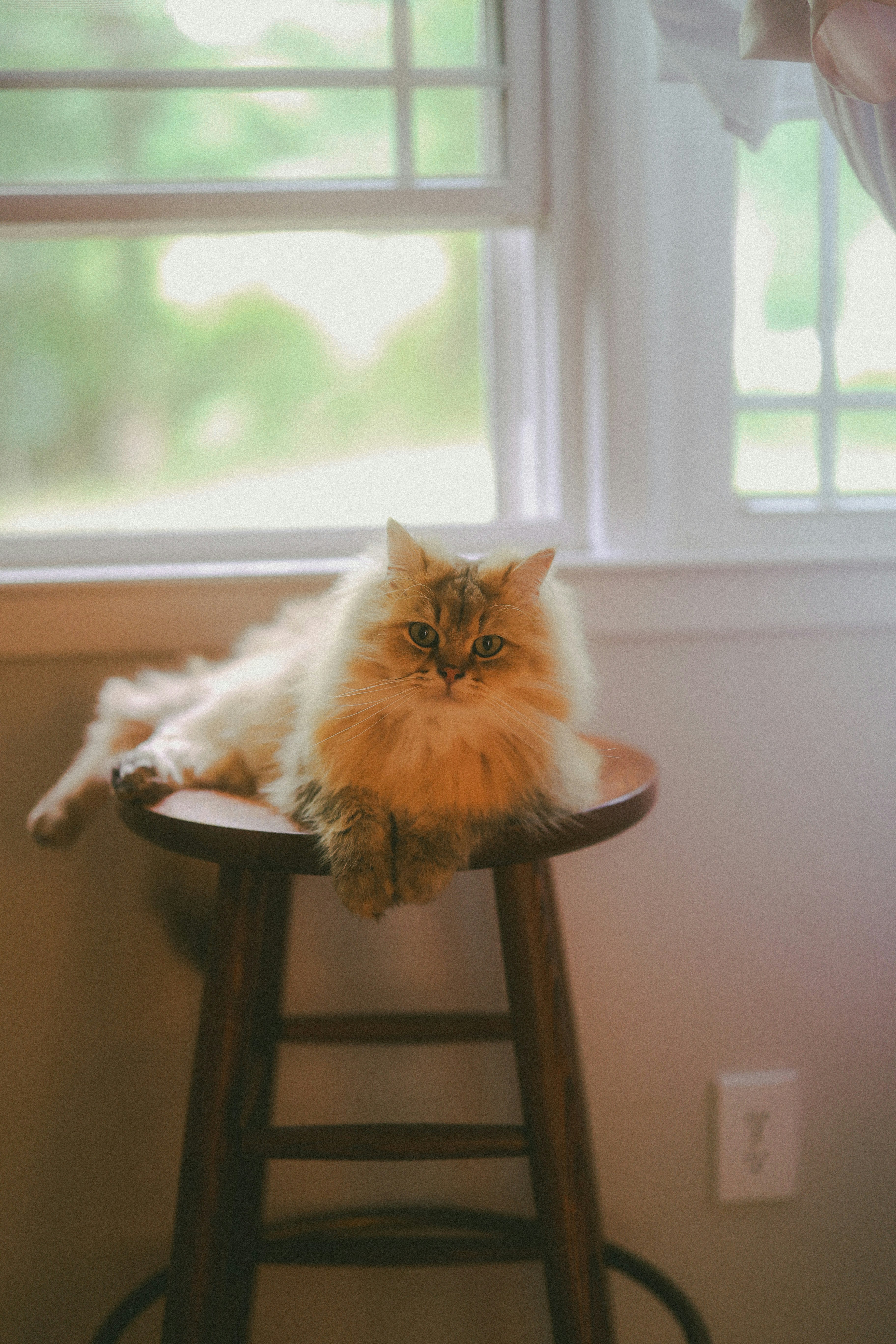 Sunlit Whiskers on a Window-Side Stool