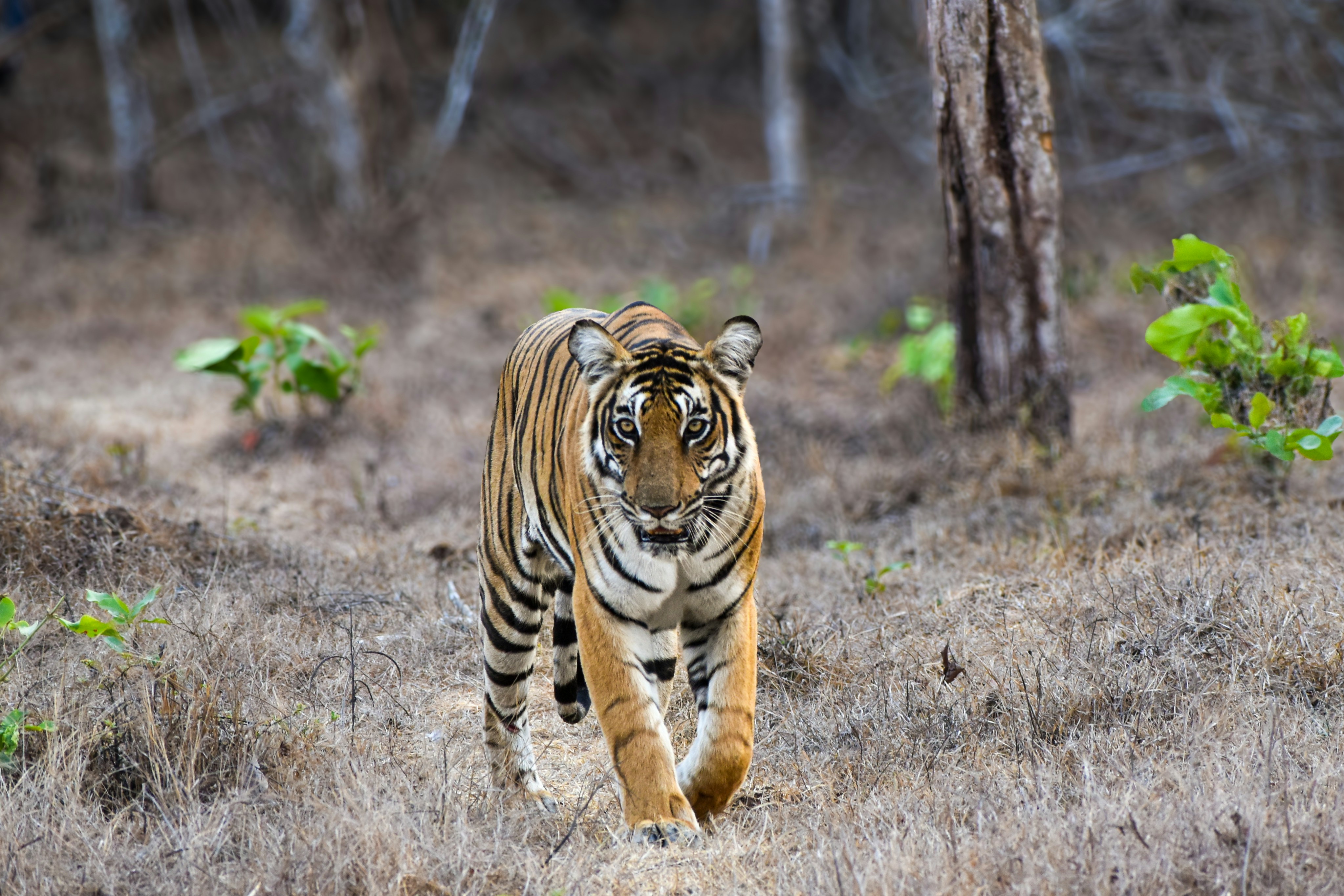 Photo by Ved Shrawak with Nikon D5600