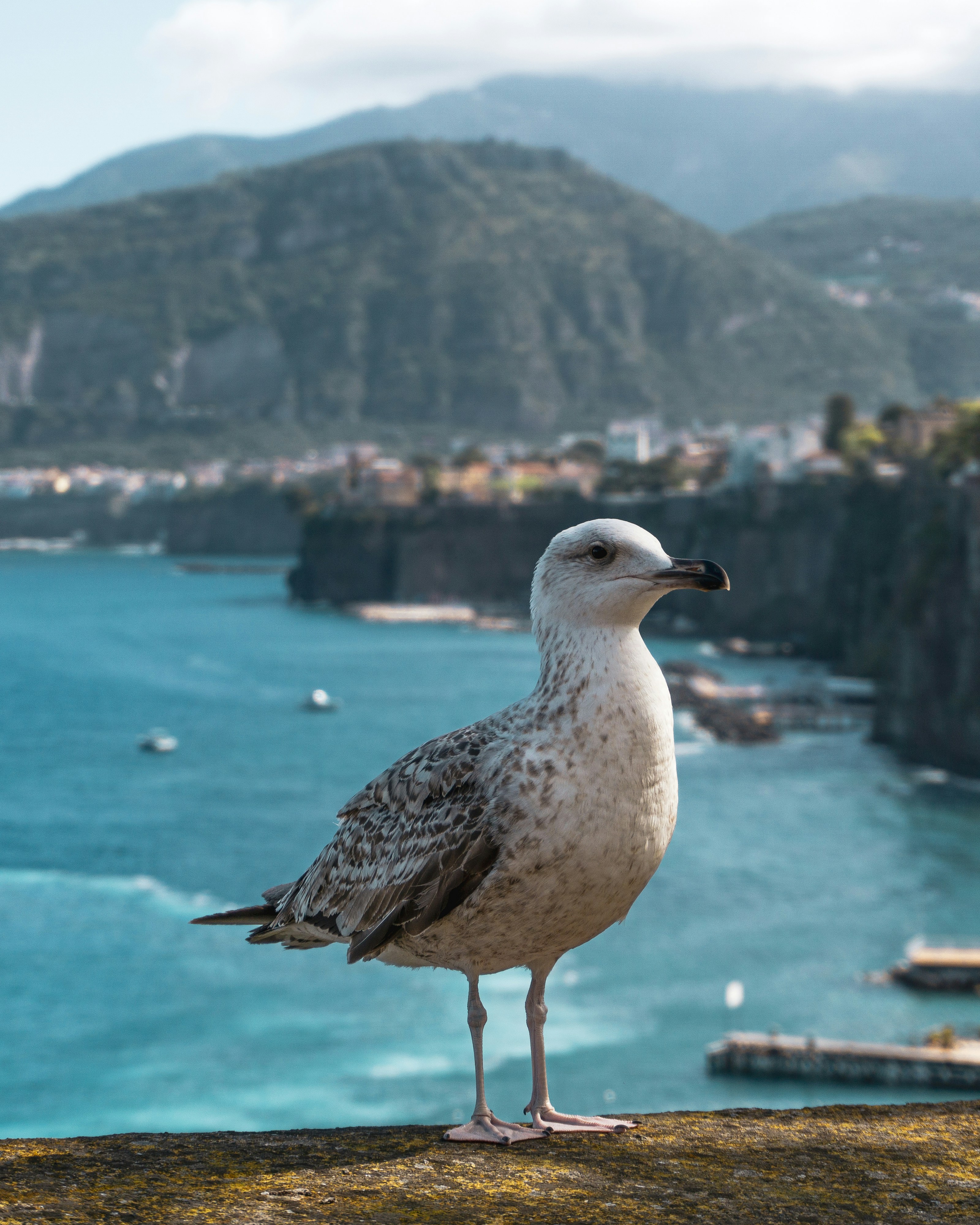 Seagull with Sorrent‘s. coastline in the background