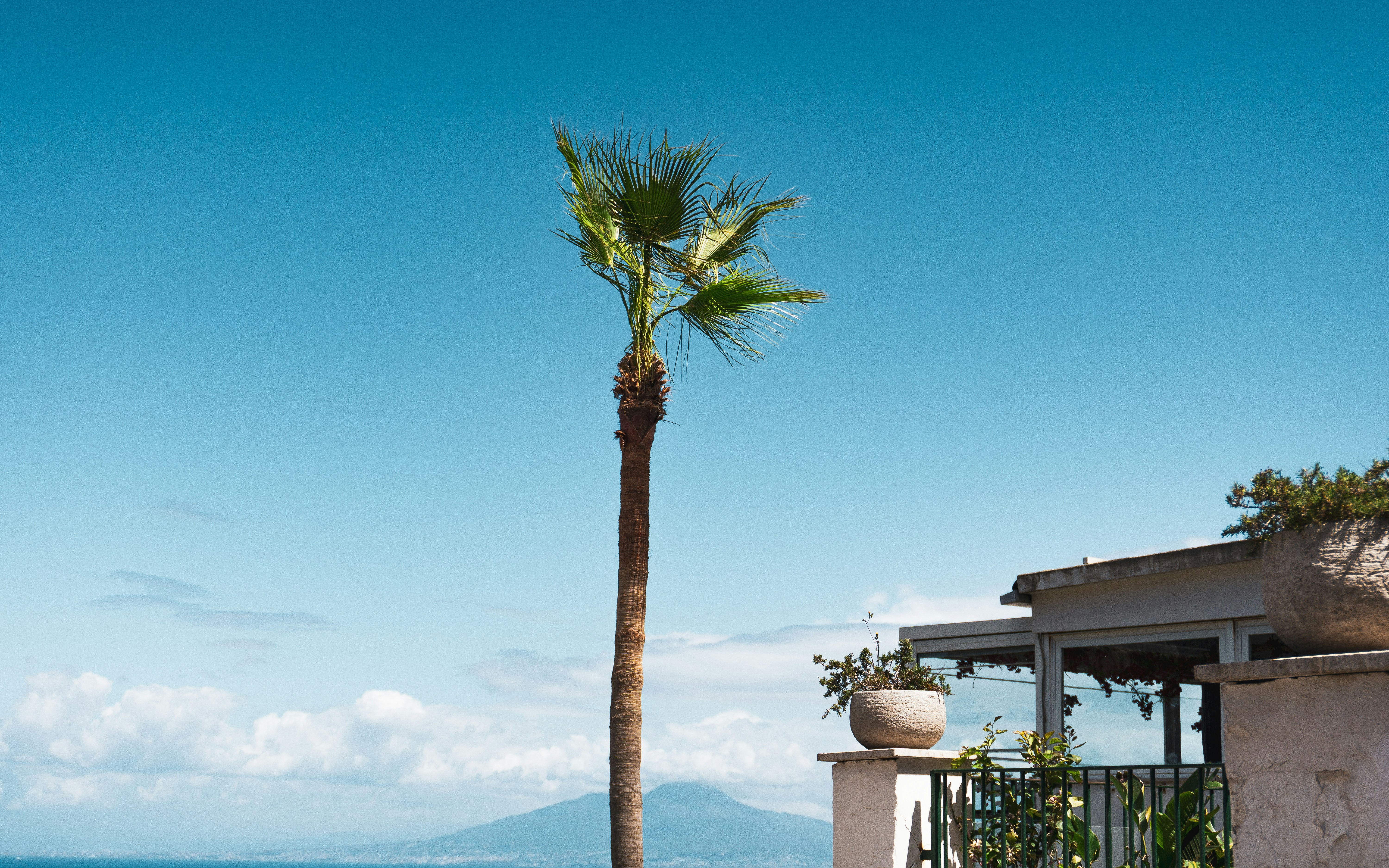 Palm Sentinel Over the Sea Fence