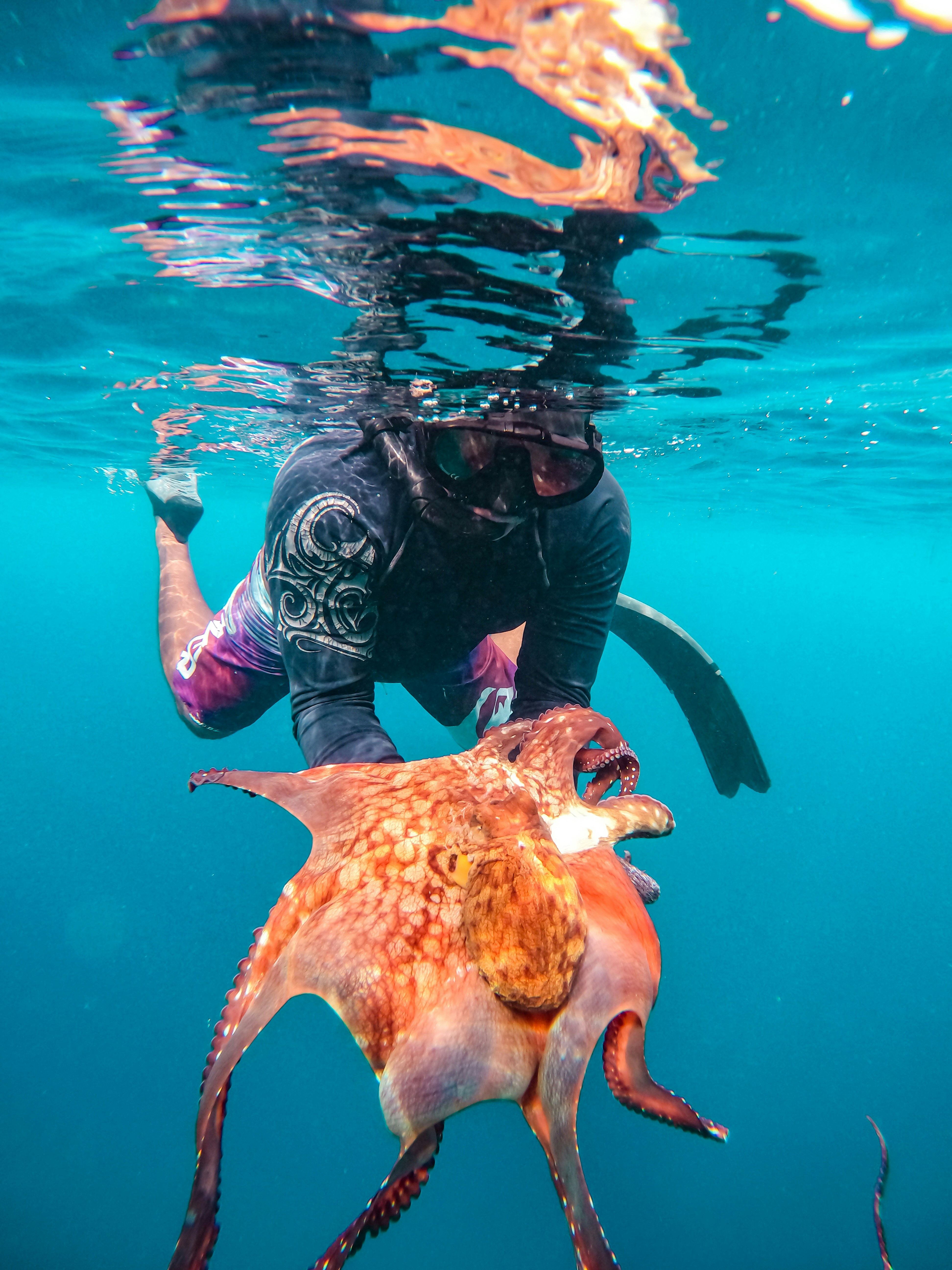 Octopus hunting