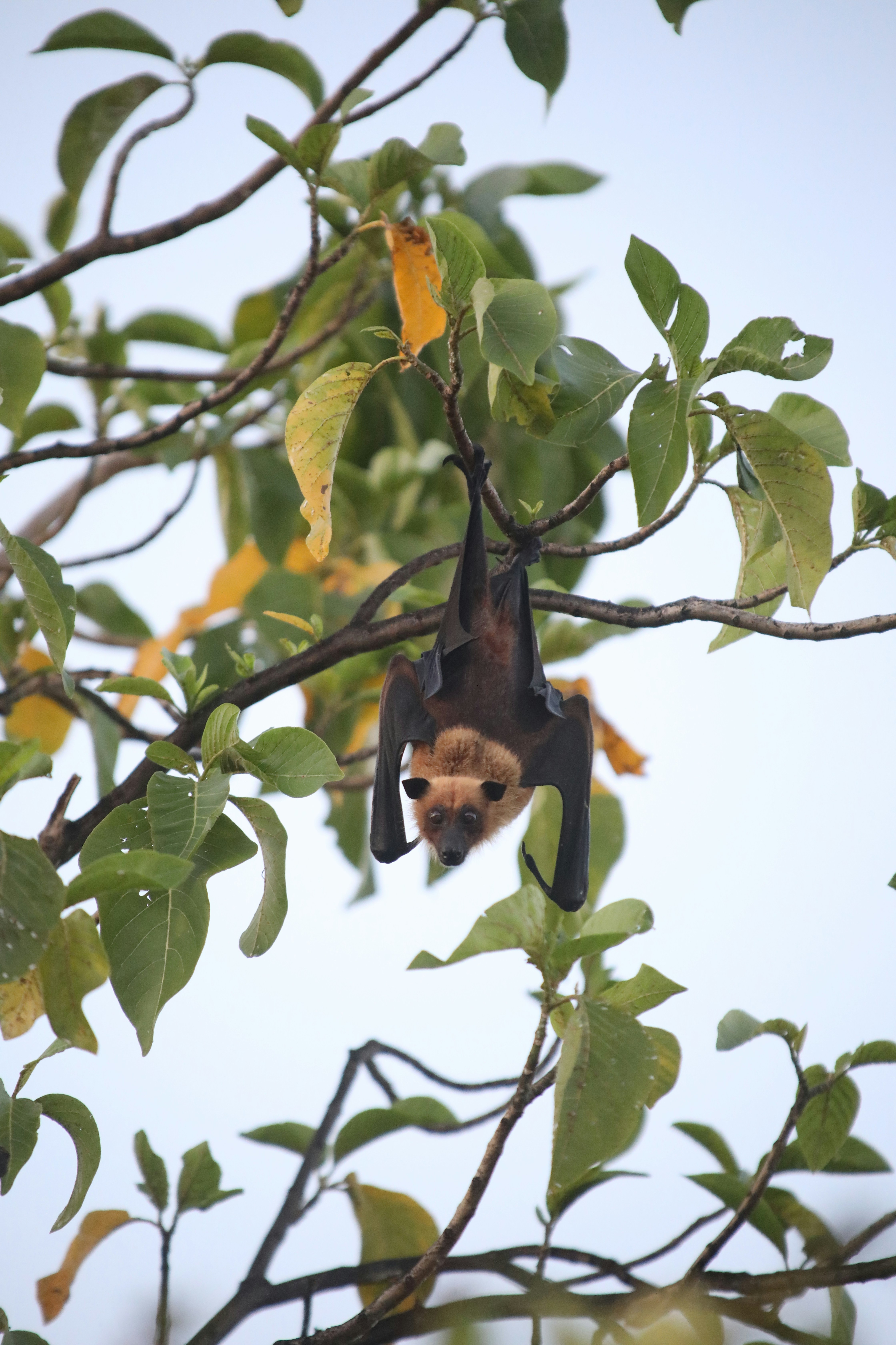 A bat hangs upside down from a tree branch. photo – Free Animal Image ...
