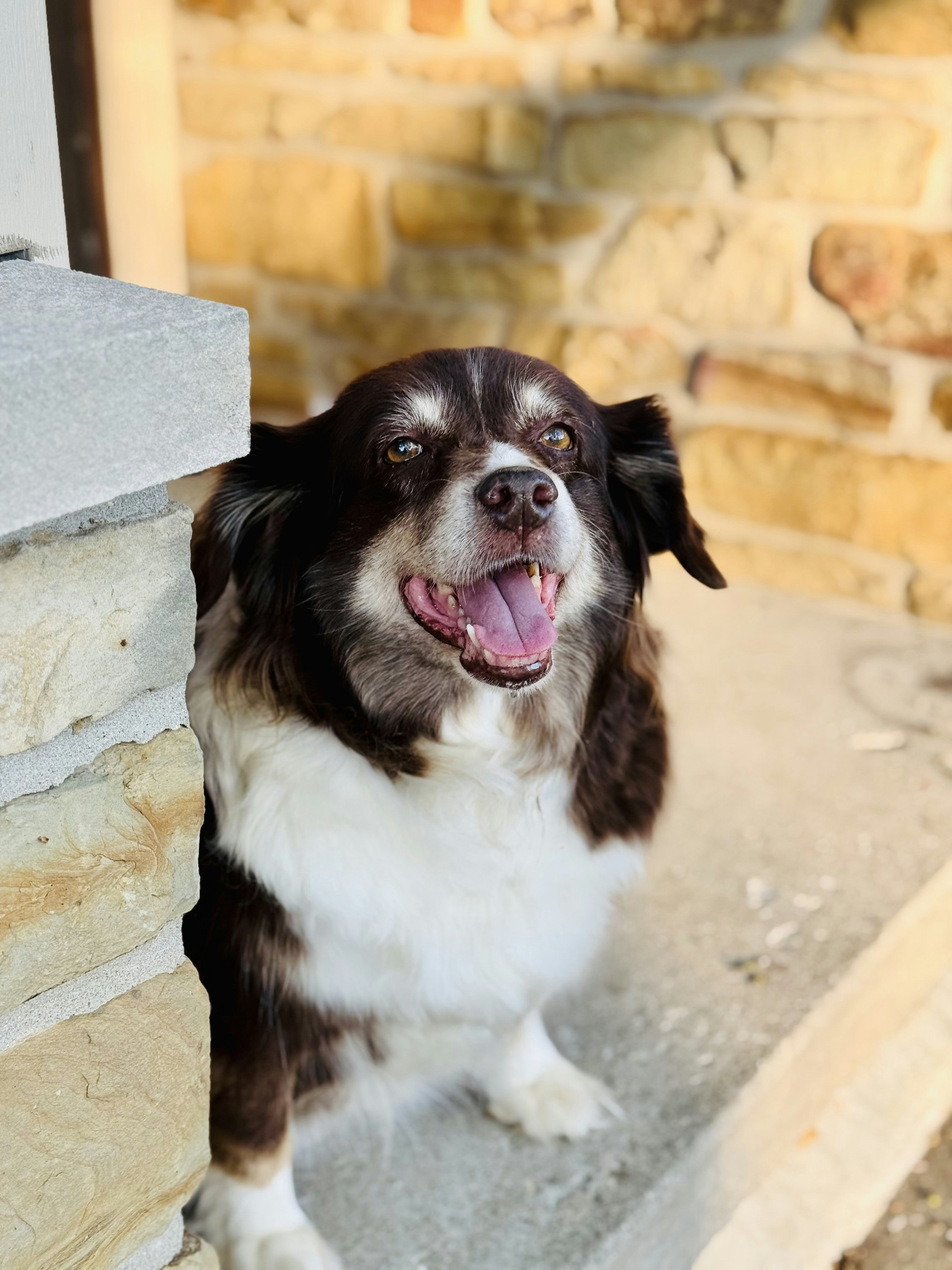 Joyful Canine Companion in a Rustic Setting