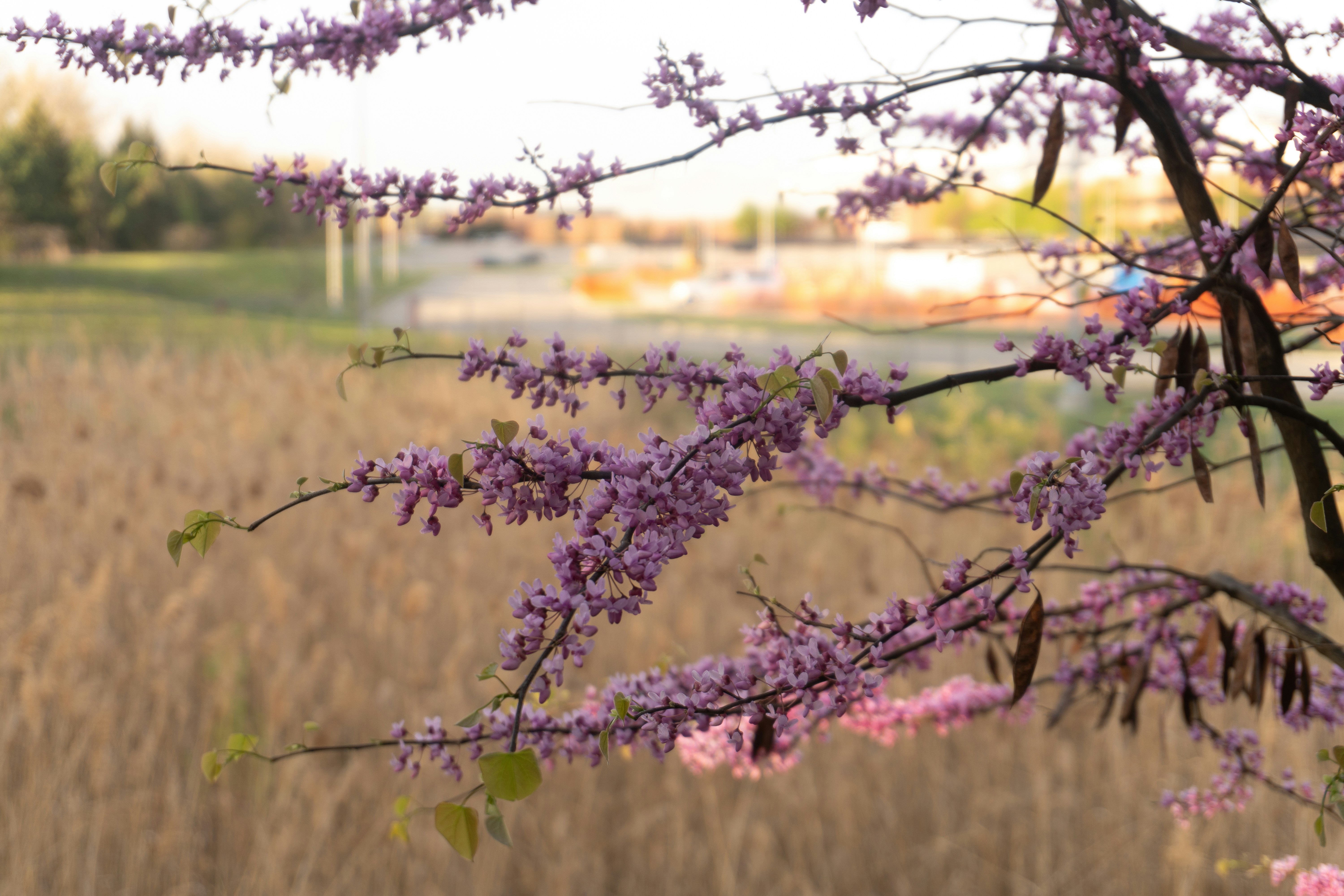 Violet Canopy Framing a Quiet Meadow