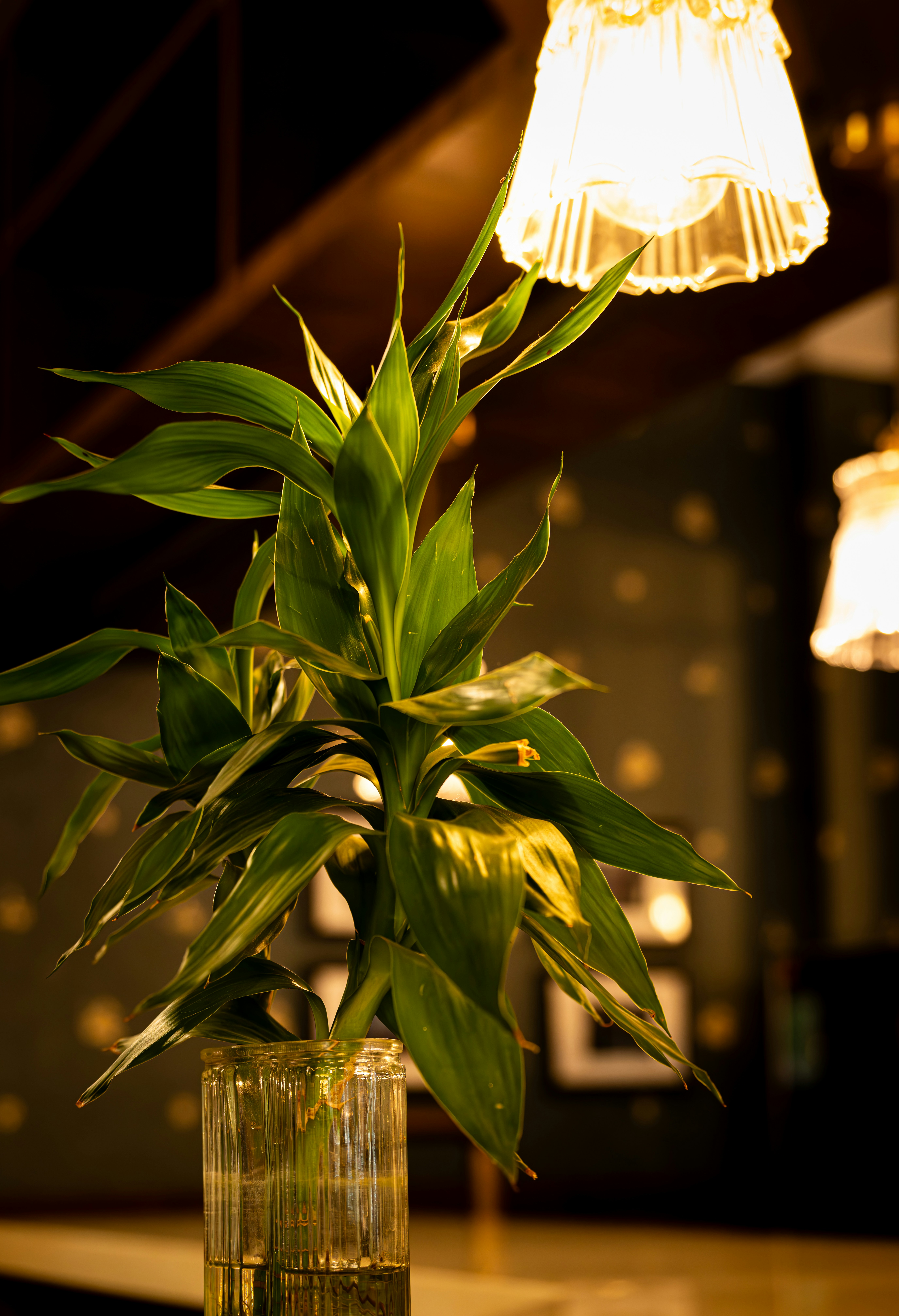 Photo by Declan Sun with Nikon Z8