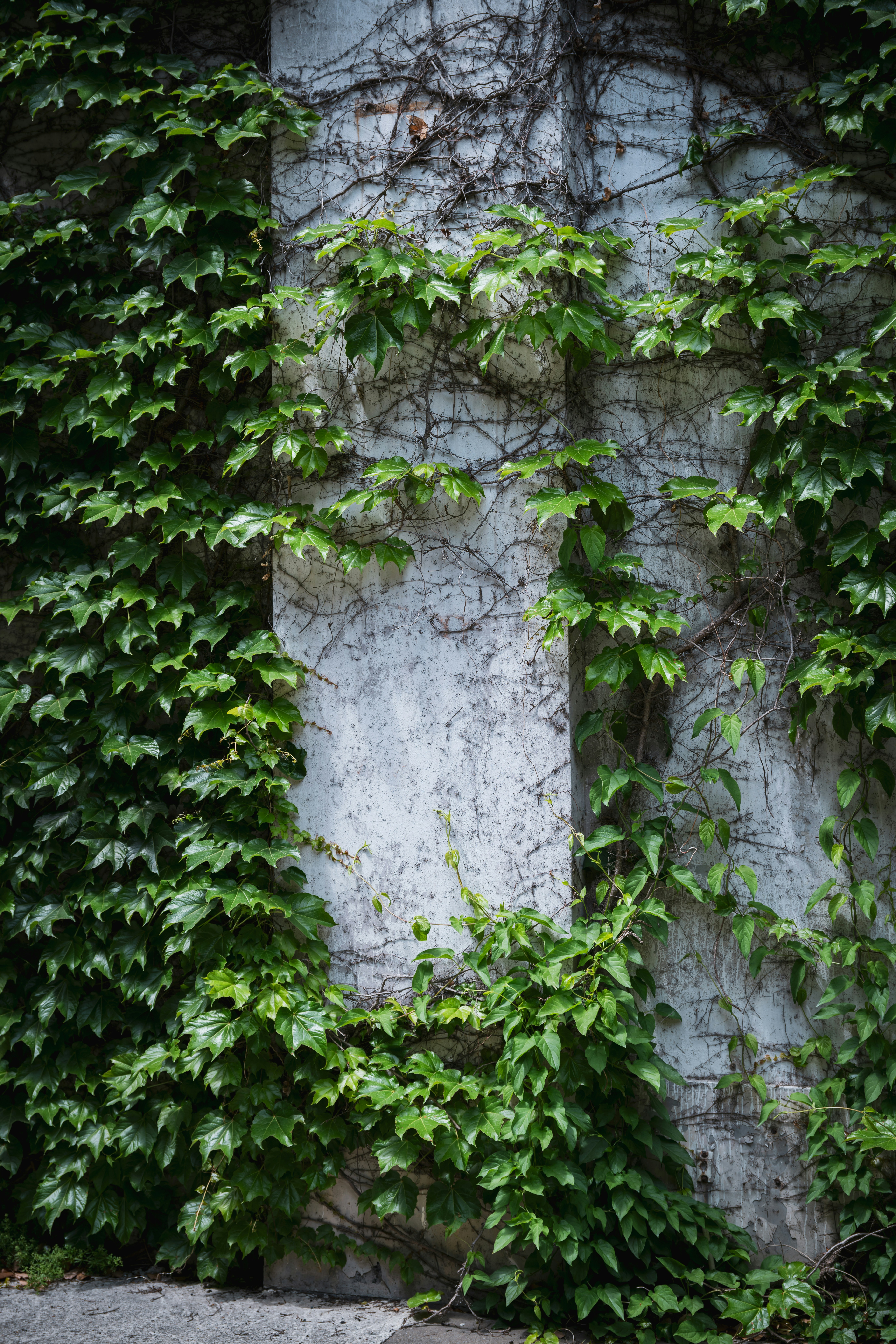 Photo by Declan Sun with Nikon Z8