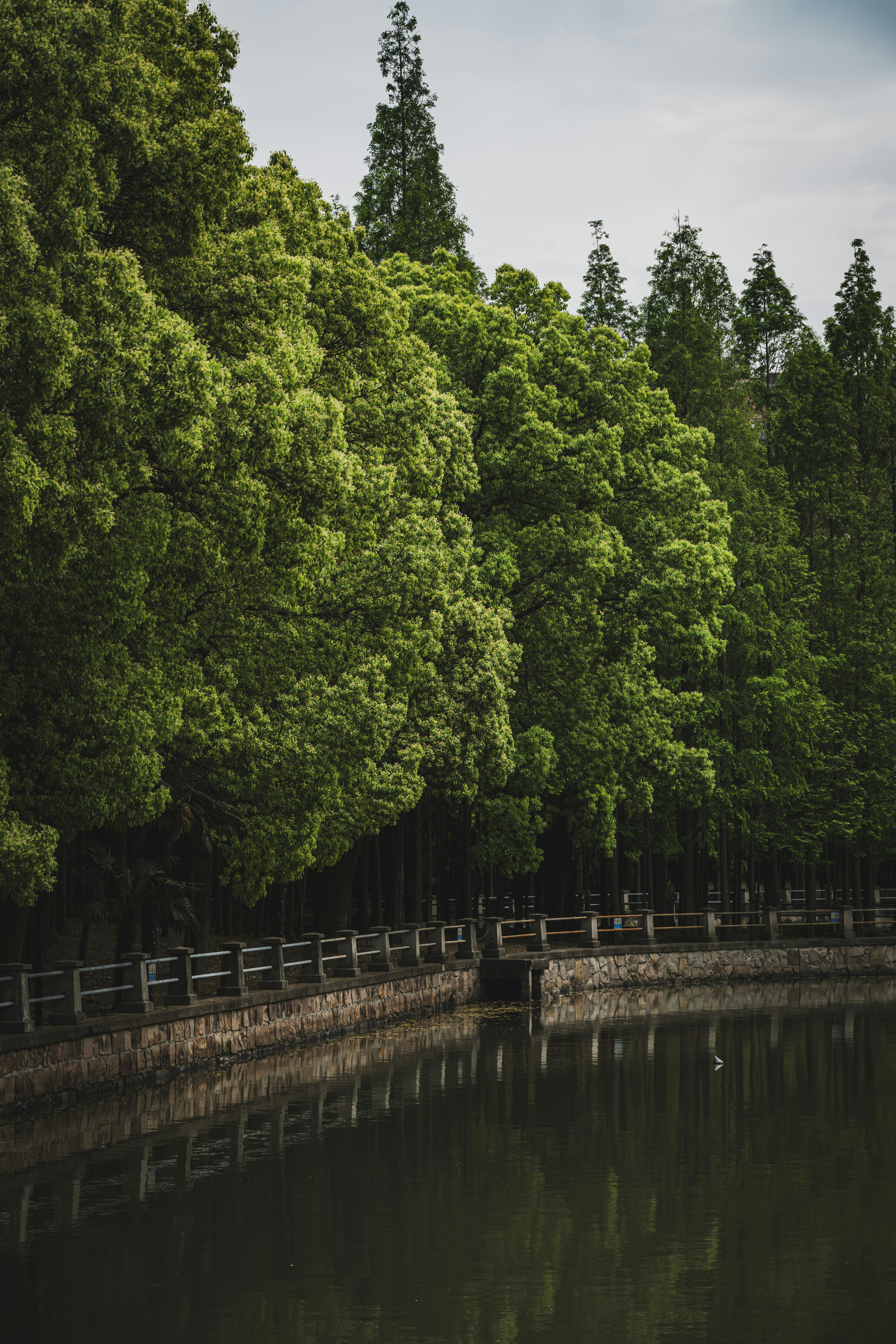 Emerald Canopy Over a Quiet Canal