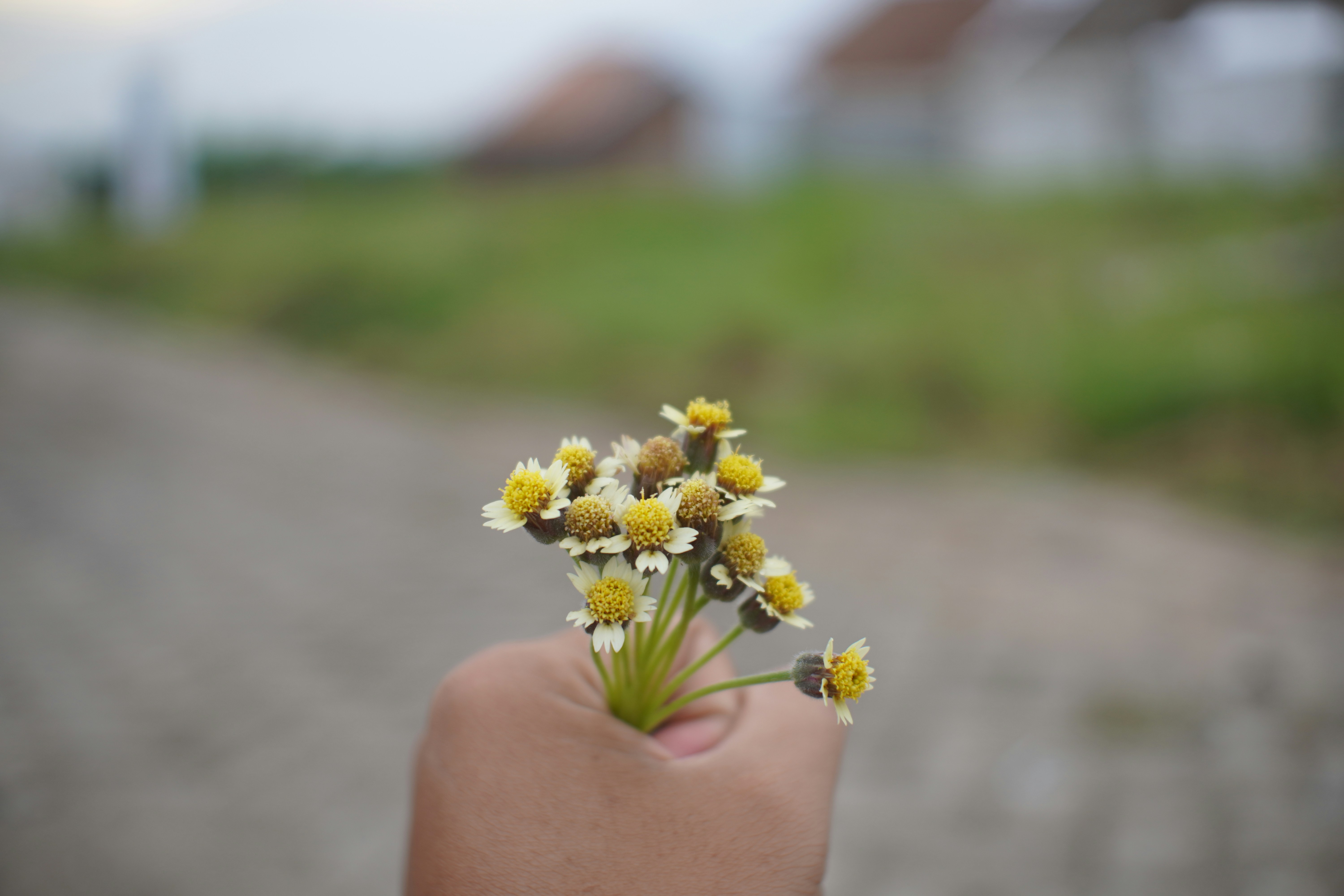 Petite Sunbursts in Hand: Dainty Yellow-Tipped Blooms Against Dreamy Blur