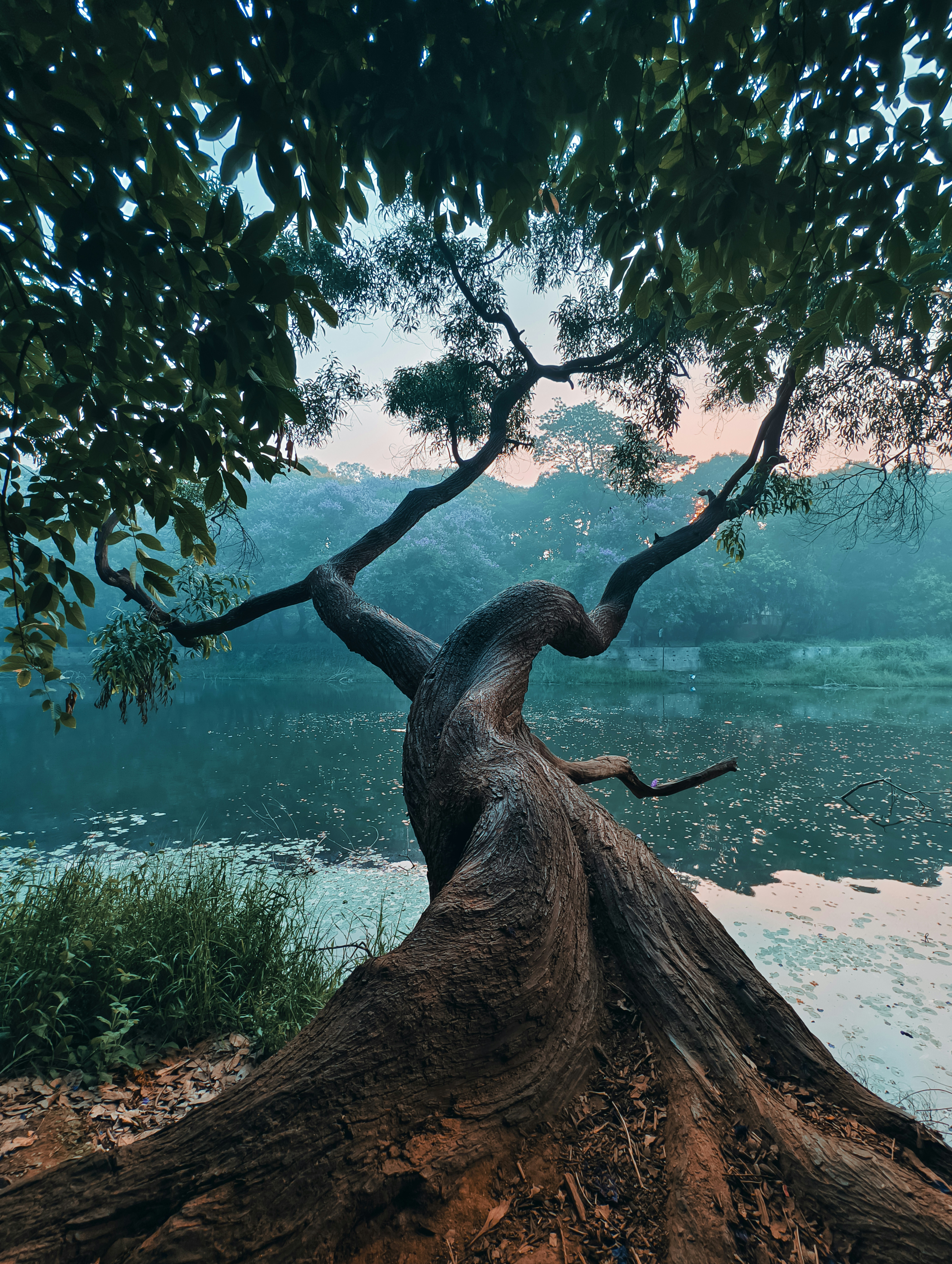 Gnarled tree trunk bends toward a tranquil lake, its branches framing a soft horizon and distant hills.