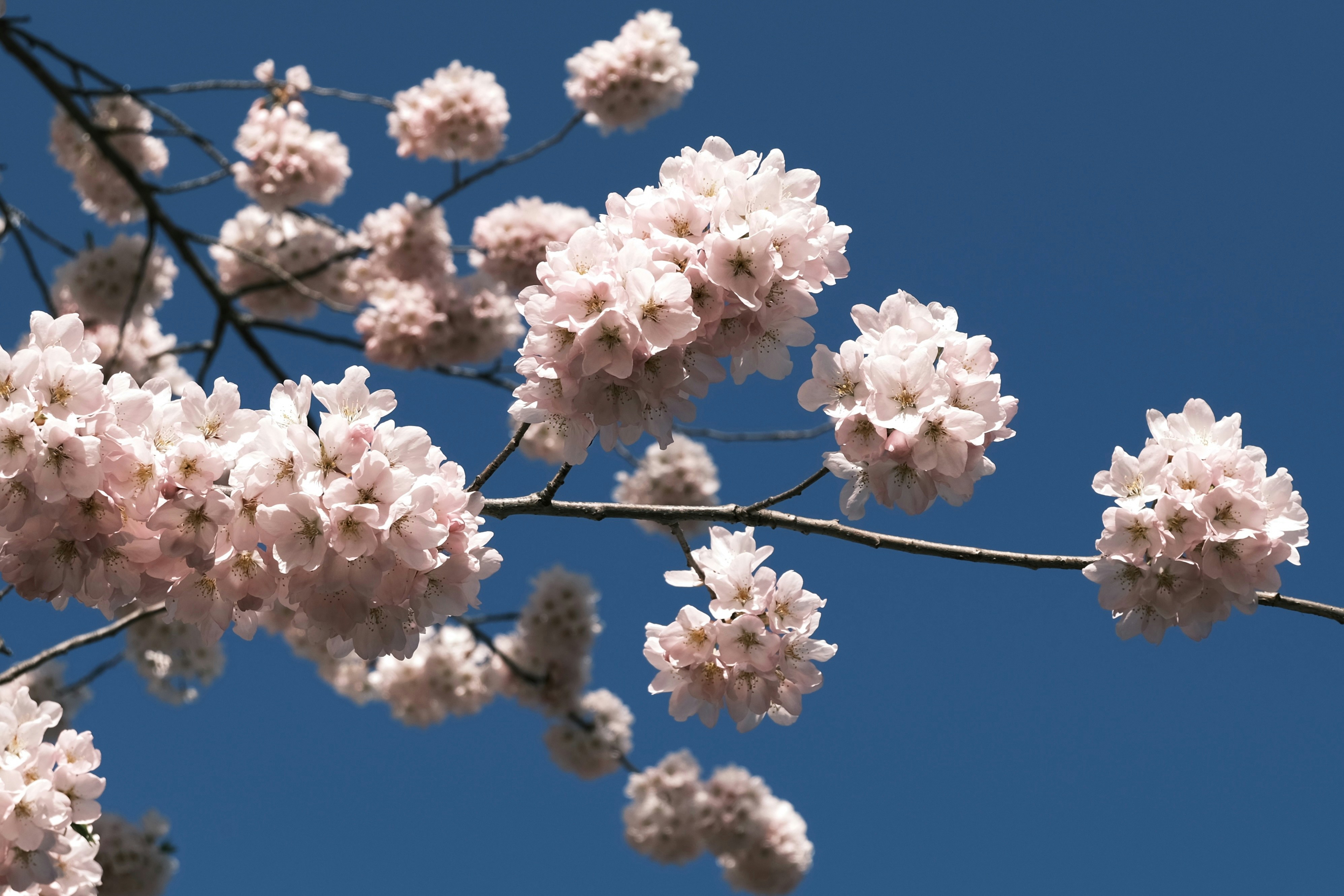 Cobalt Sky, Soft Blush: Cherry Blossom Clusters on a Slim Branch