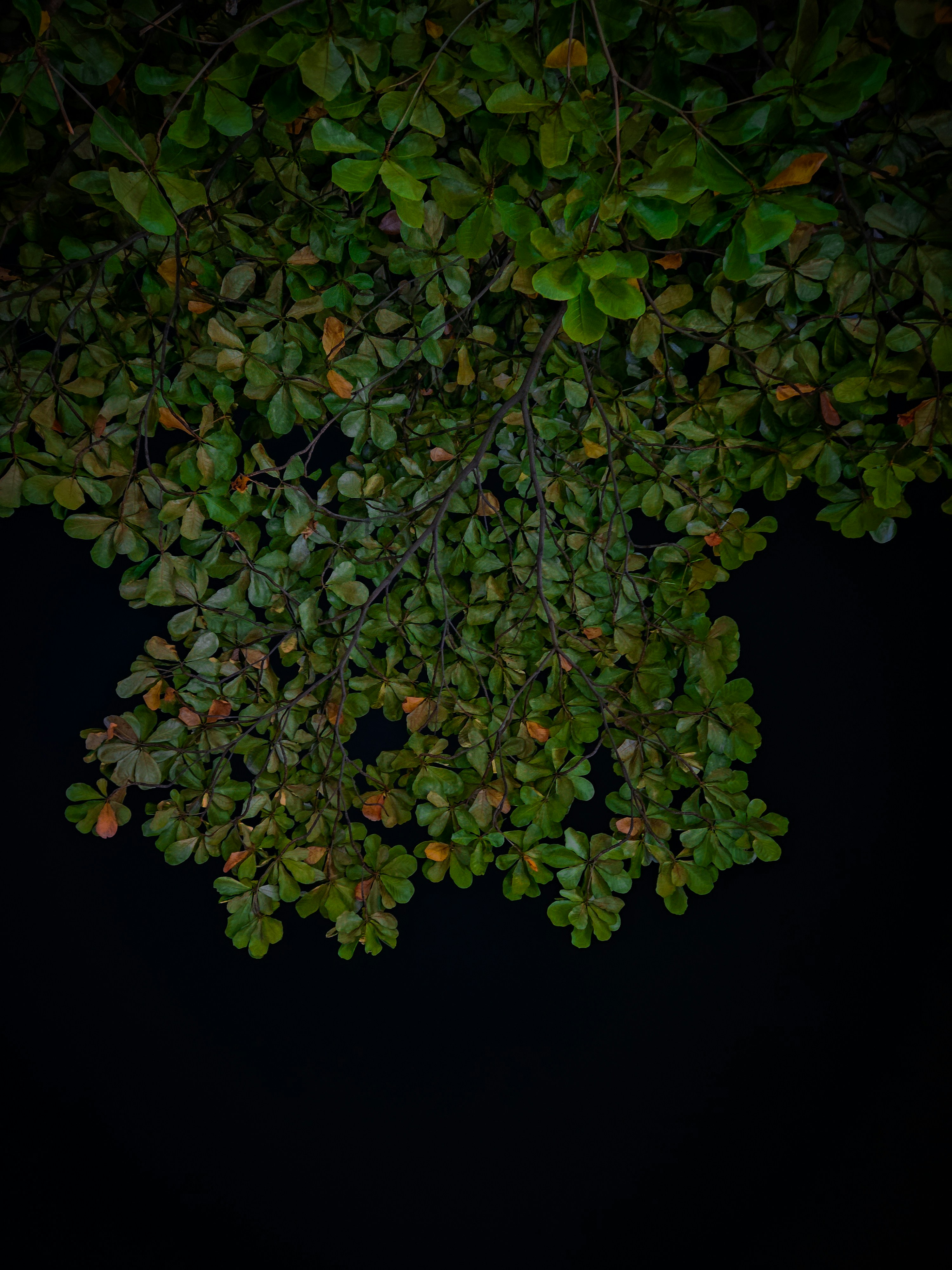 Midnight Canopy: Emerald Leaves Framed by Velvet Darkness