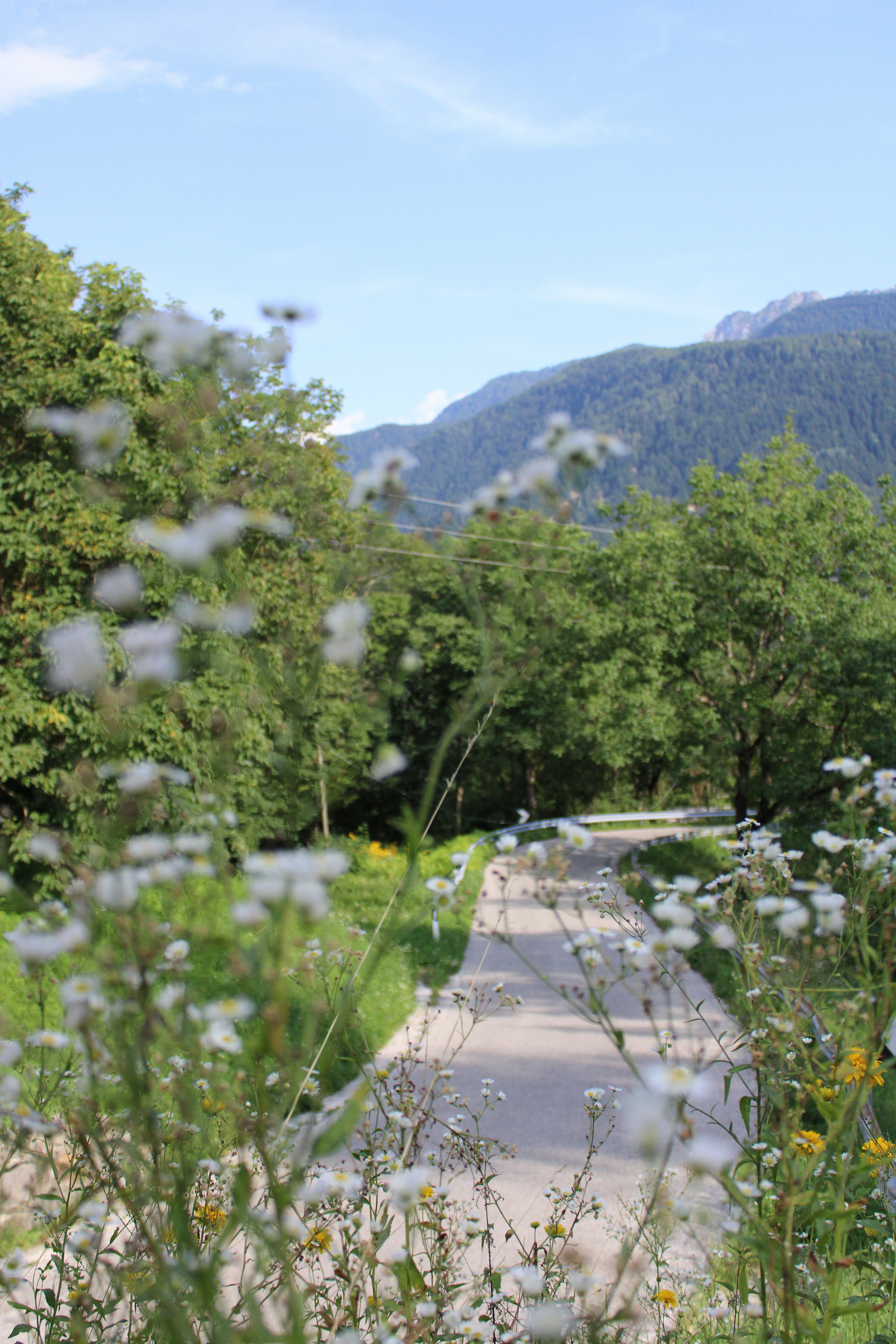 Sunlit Trail Through Meadow Wildflowers Toward Distant Peaks