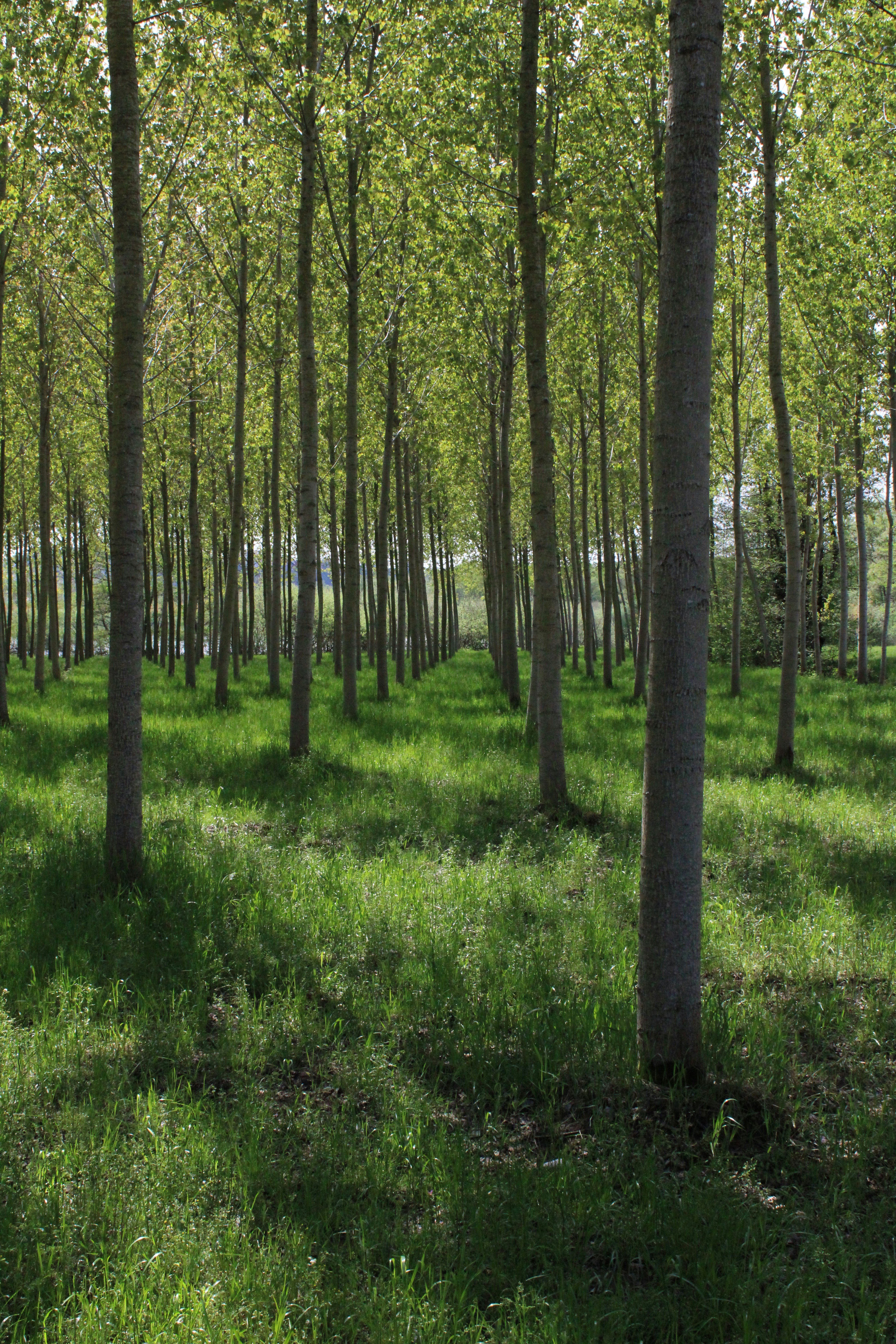 A forest of tall, straight trees. photo – Free Wallpaper Image on Unsplash