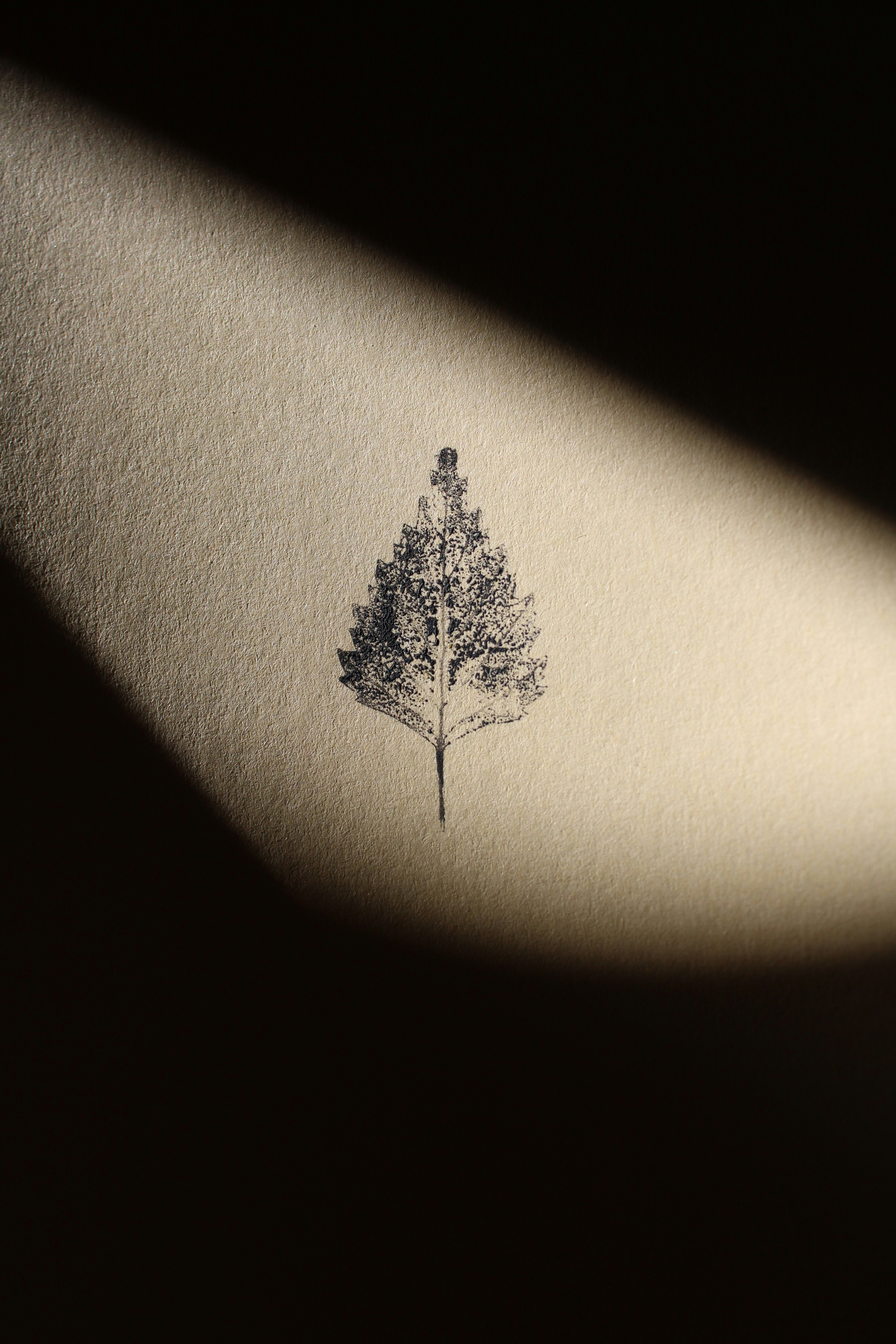 A small botanical illustration of a single leaf centered under a curved beam of light, printed on textured paper.