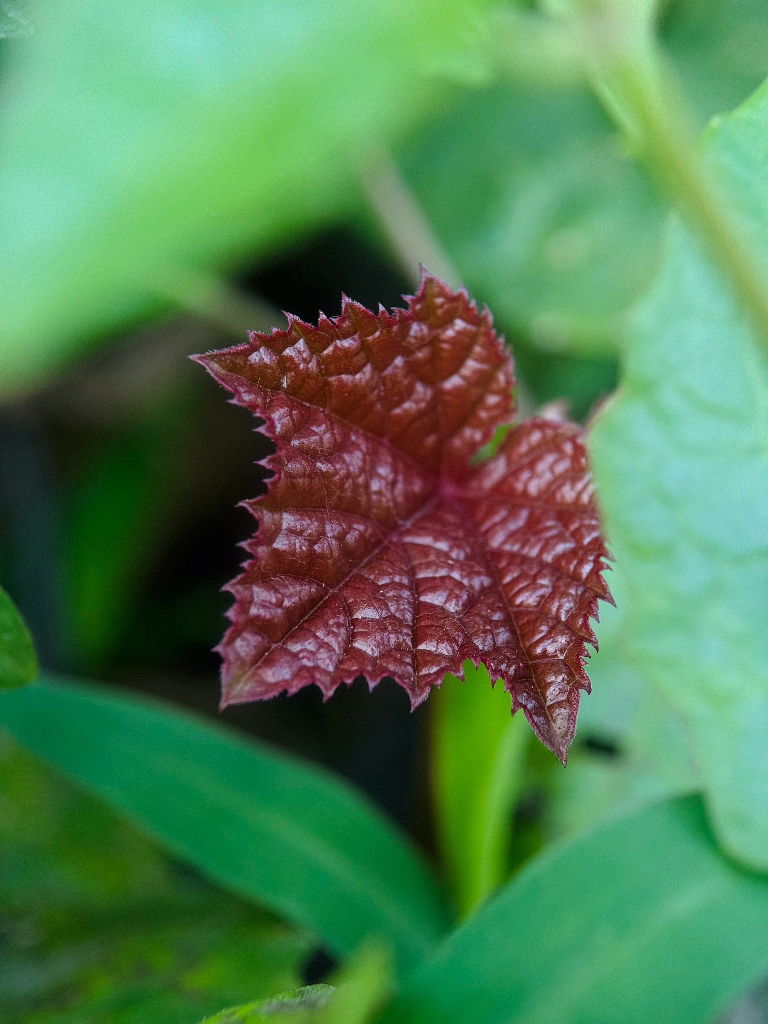 A young, red vine leaf is shown. photo – Free Wallpaper Image on Unsplash