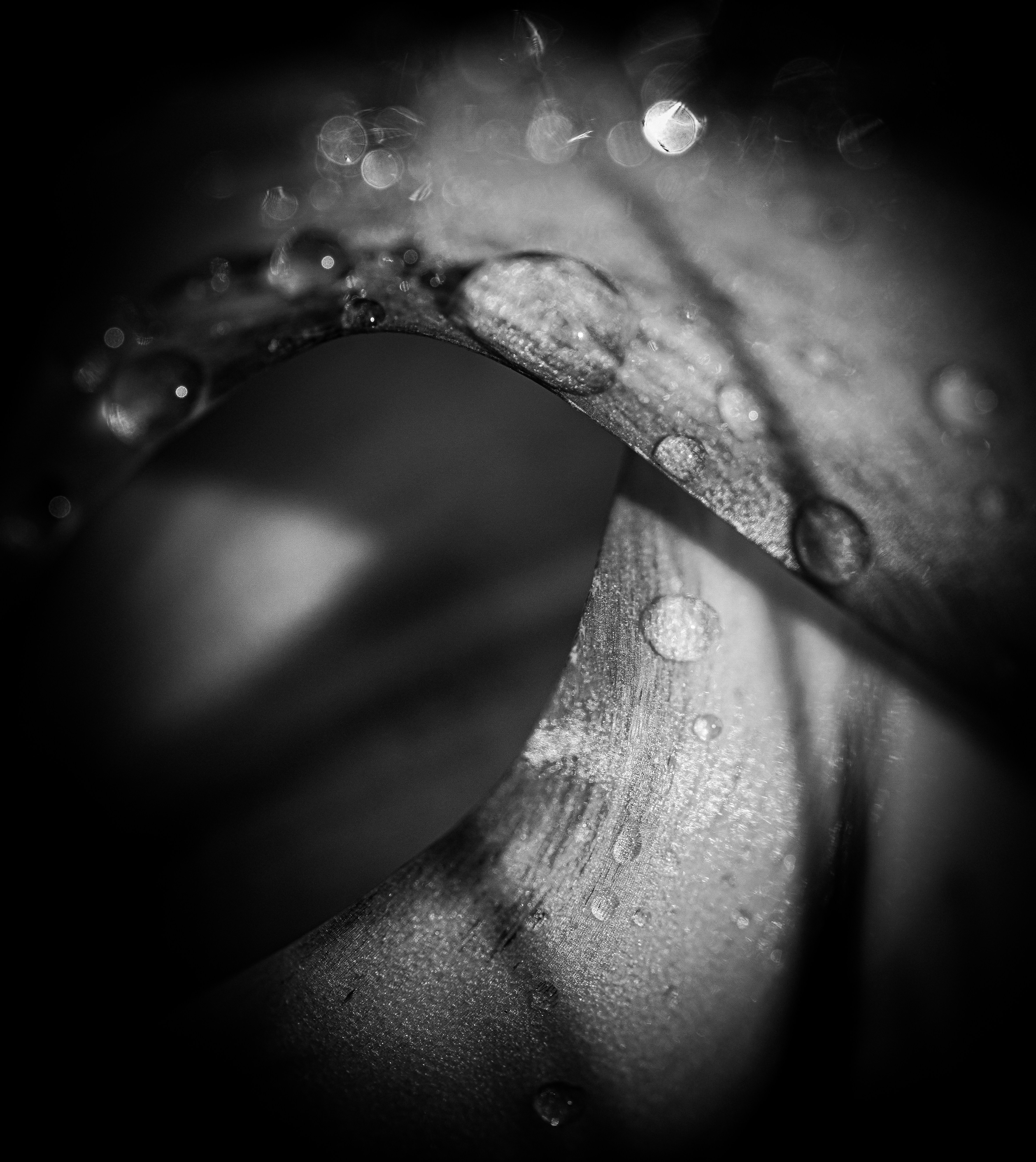 Dewbound Vein: Macro Moment on a Monochrome Leaf