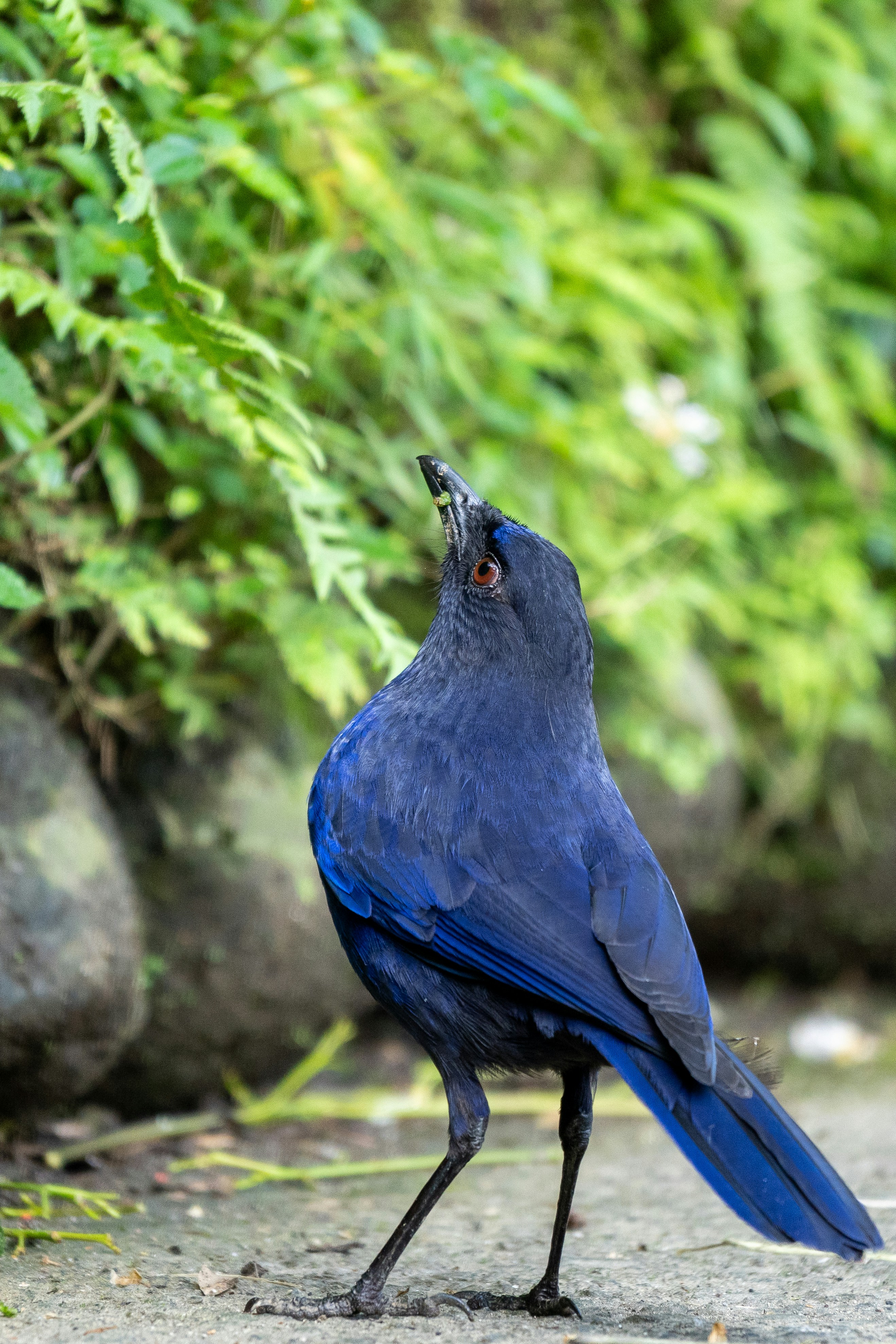 Azure Sentinel Among Ferns