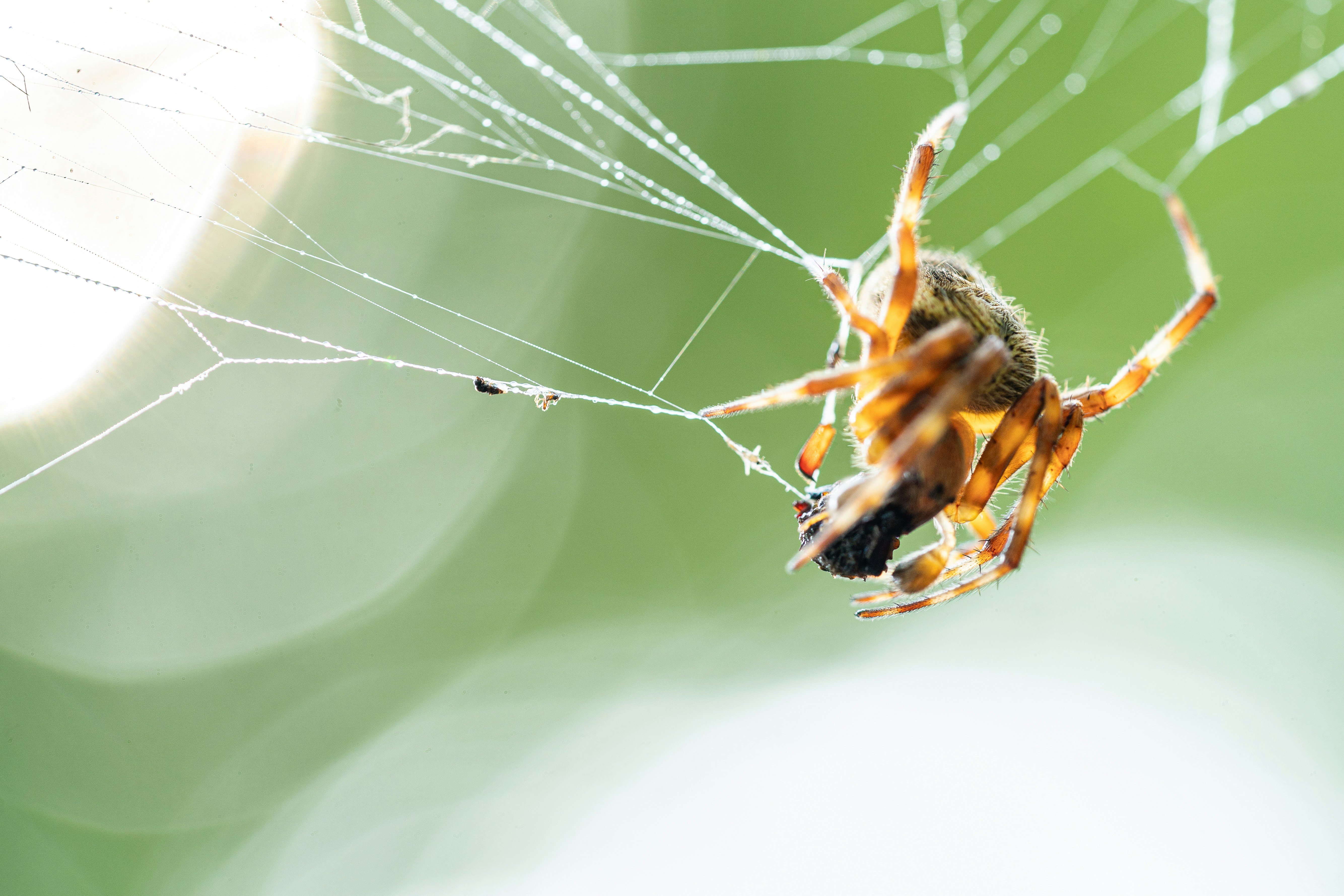 Silk Messenger: A Spider on its Threaded Stage