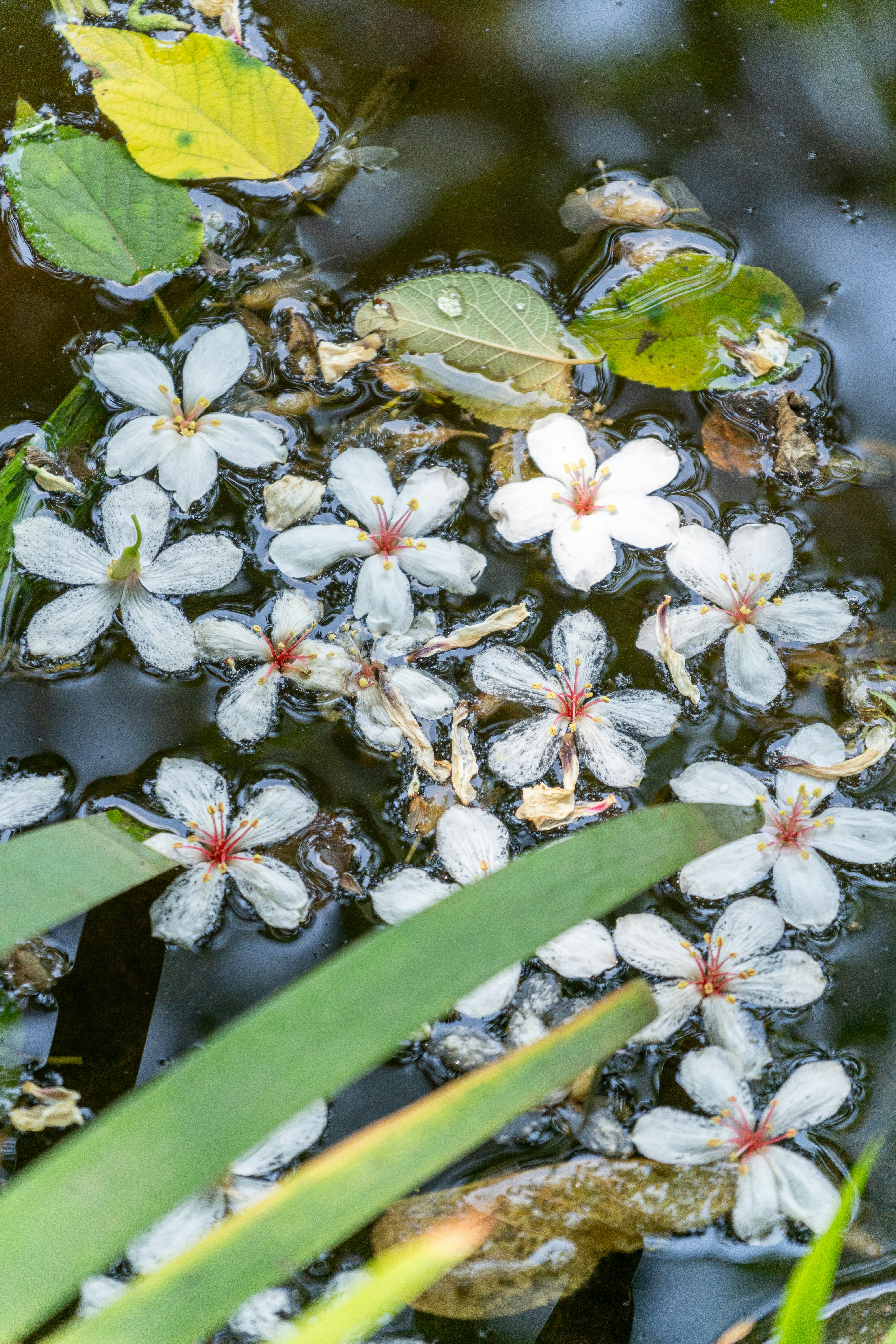 Floating Chorus of White Petals on a Quiet Pond