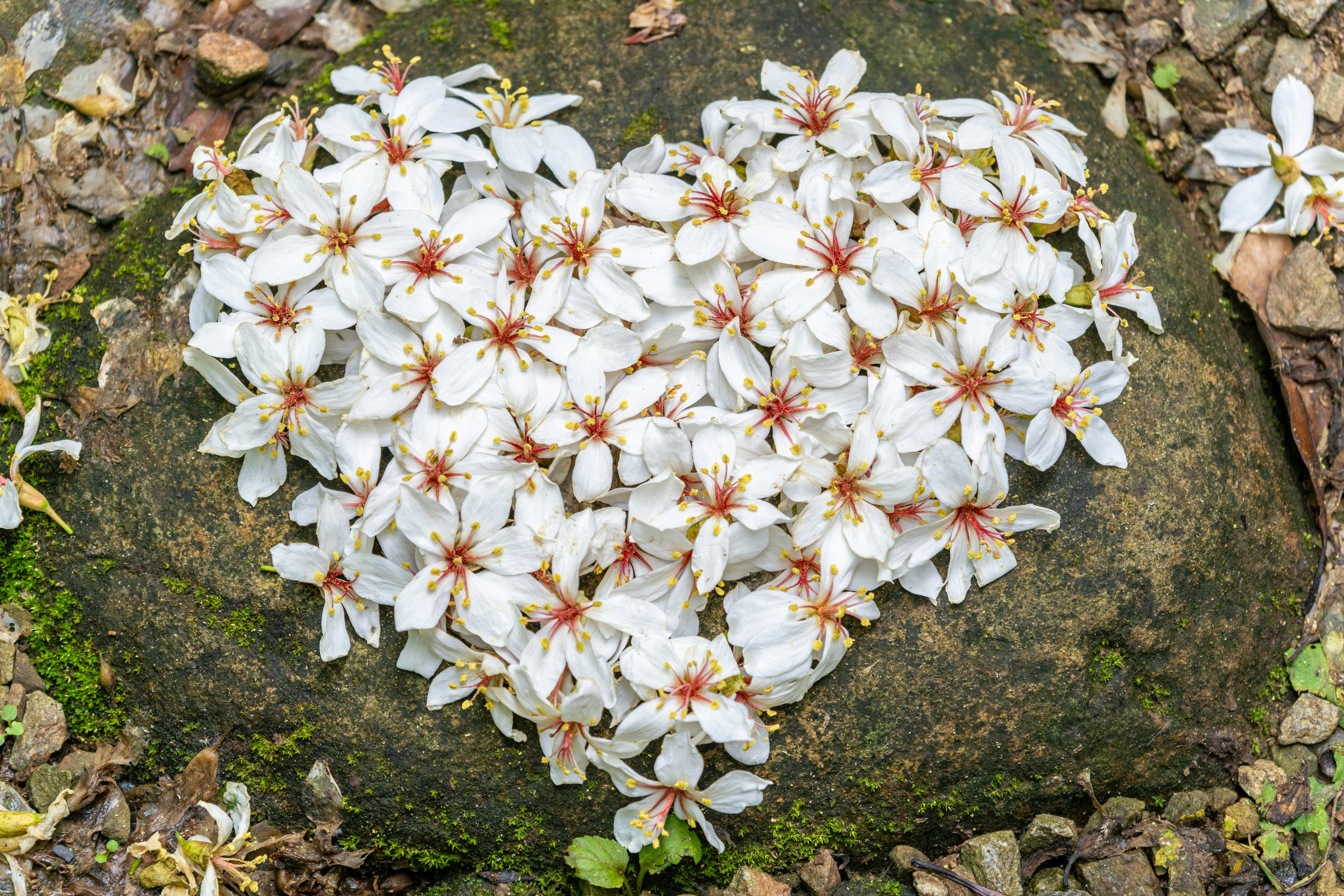 Petal Heart on Mossy Stone: White Blossoms with Ruby Centers