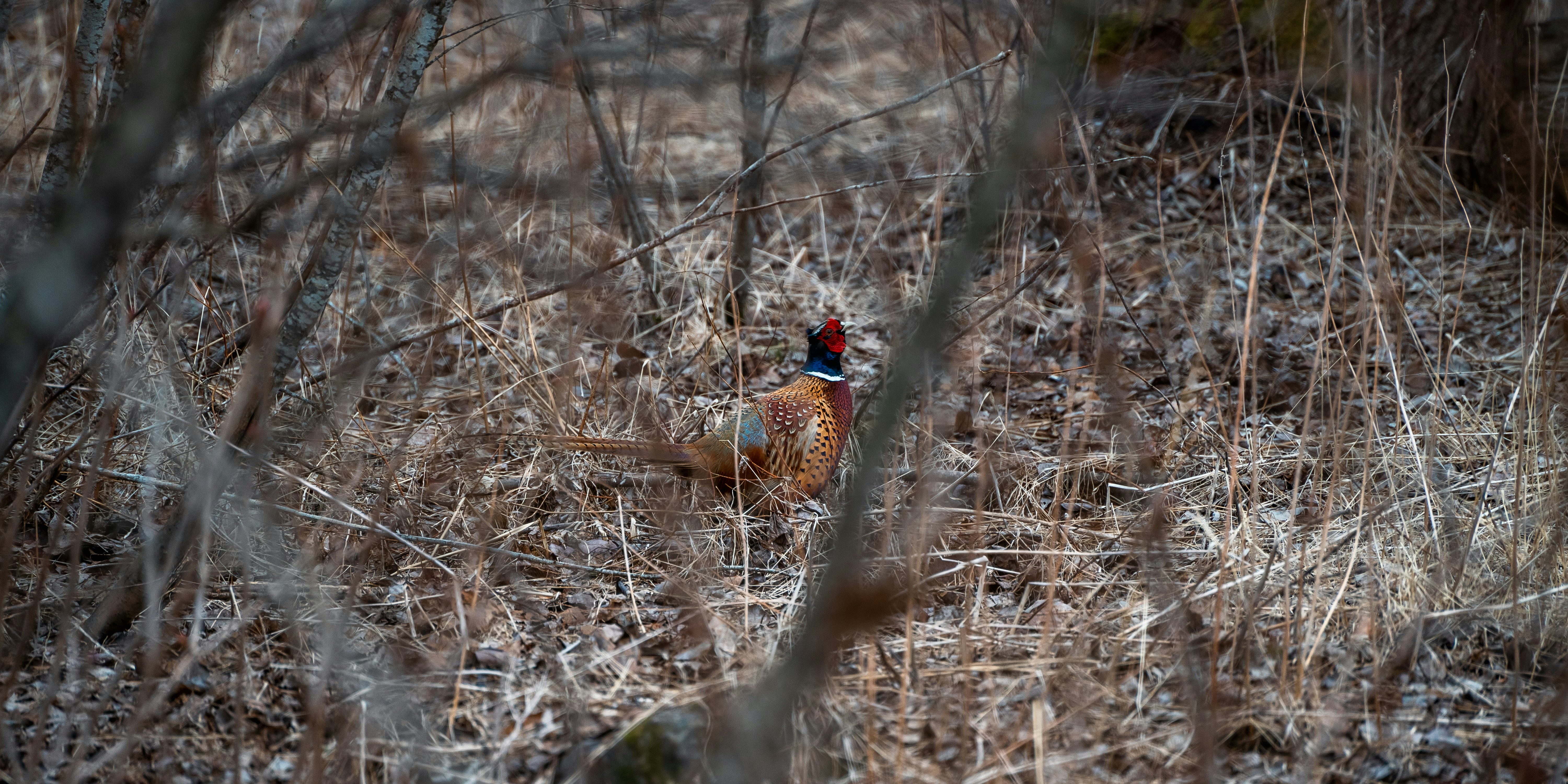 Crimson Crest Emerges Through Dry Thicket