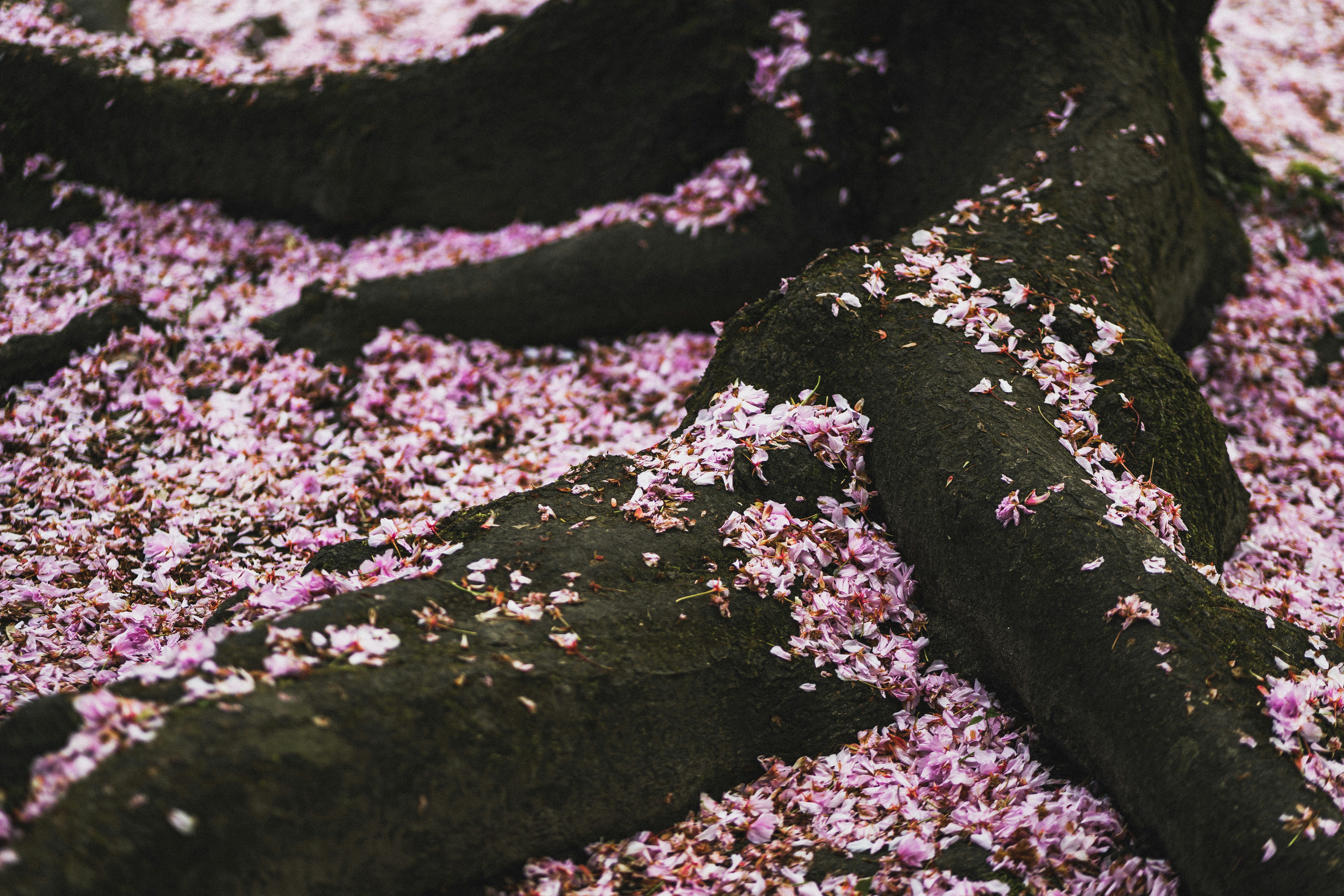 Petals on Weathered Roots: A Quiet Ground of Pink Fragments