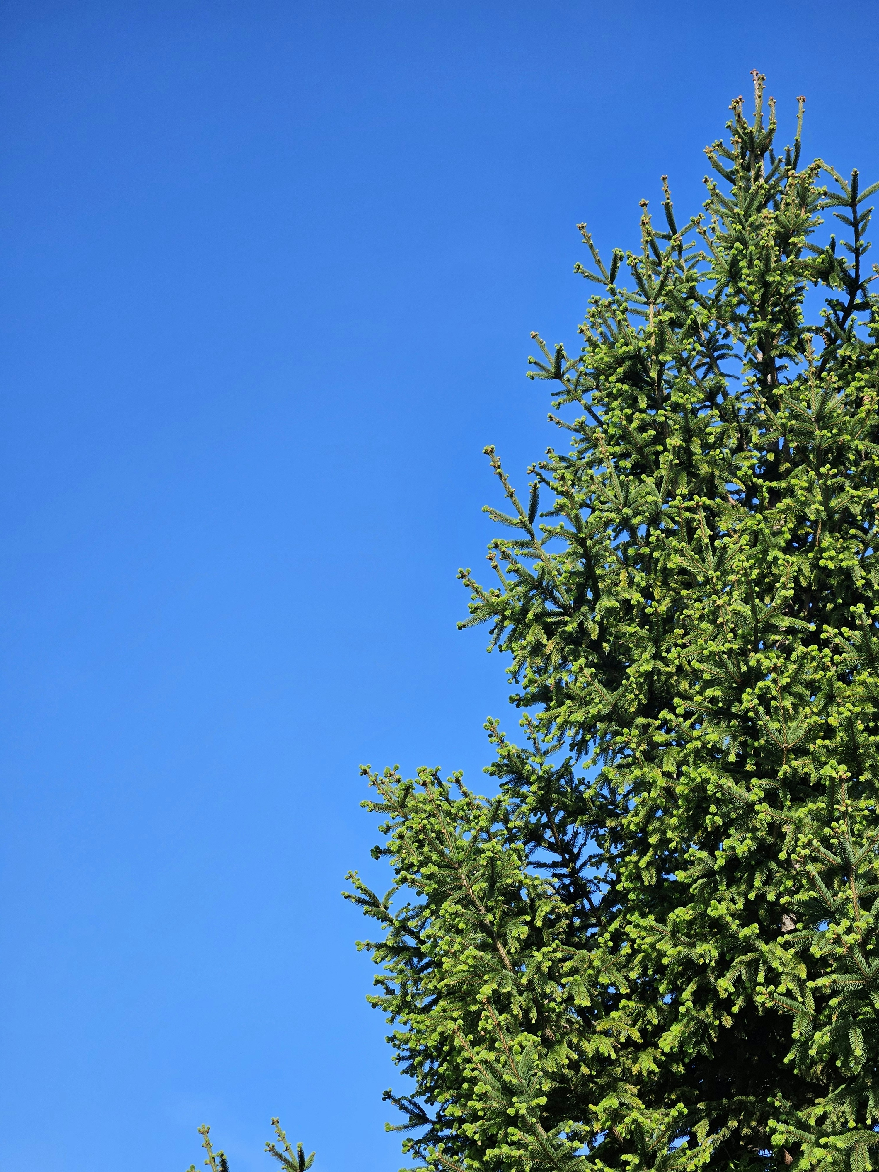Tall evergreen fills the right edge while a vivid blue sky dominates the frame.
