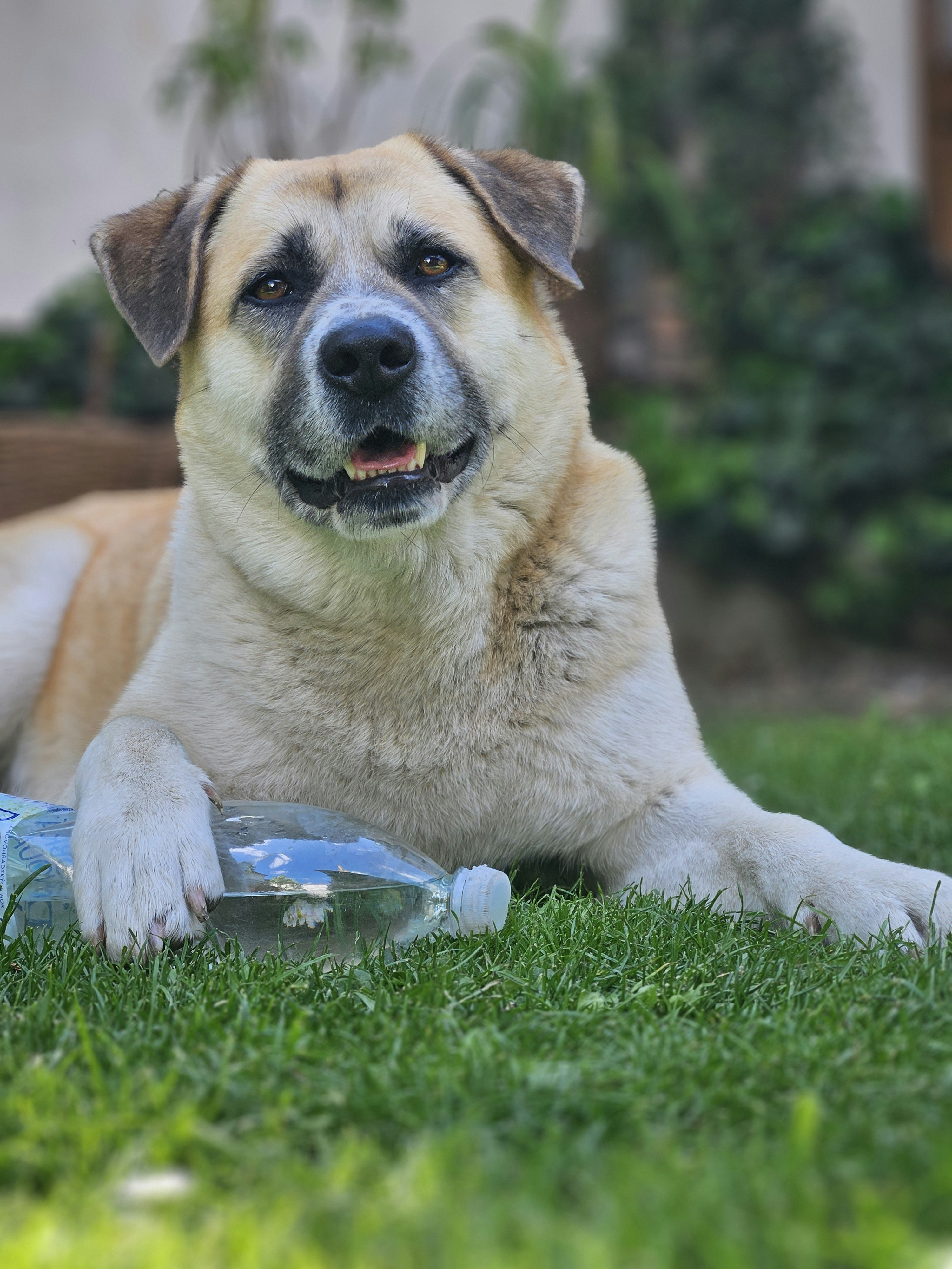 A happy dog rests on grass with a water bottle.