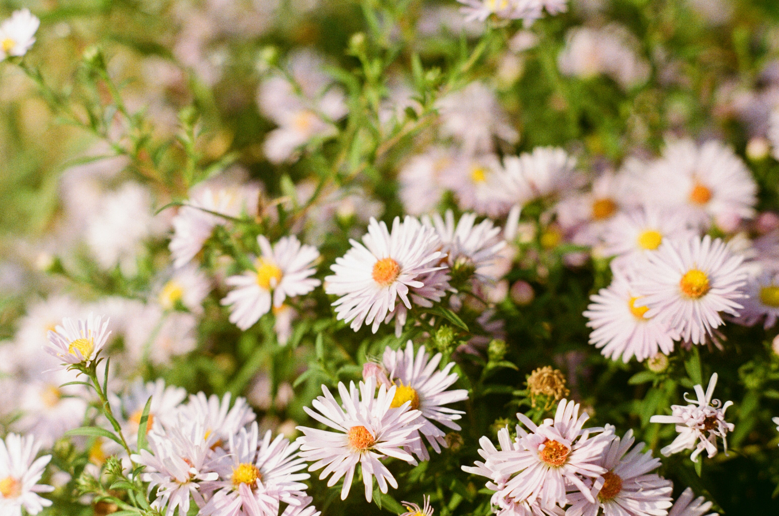 Delicate pink daisies bloom amidst lush greenery, showcasing the vibrancy of springtime flora.