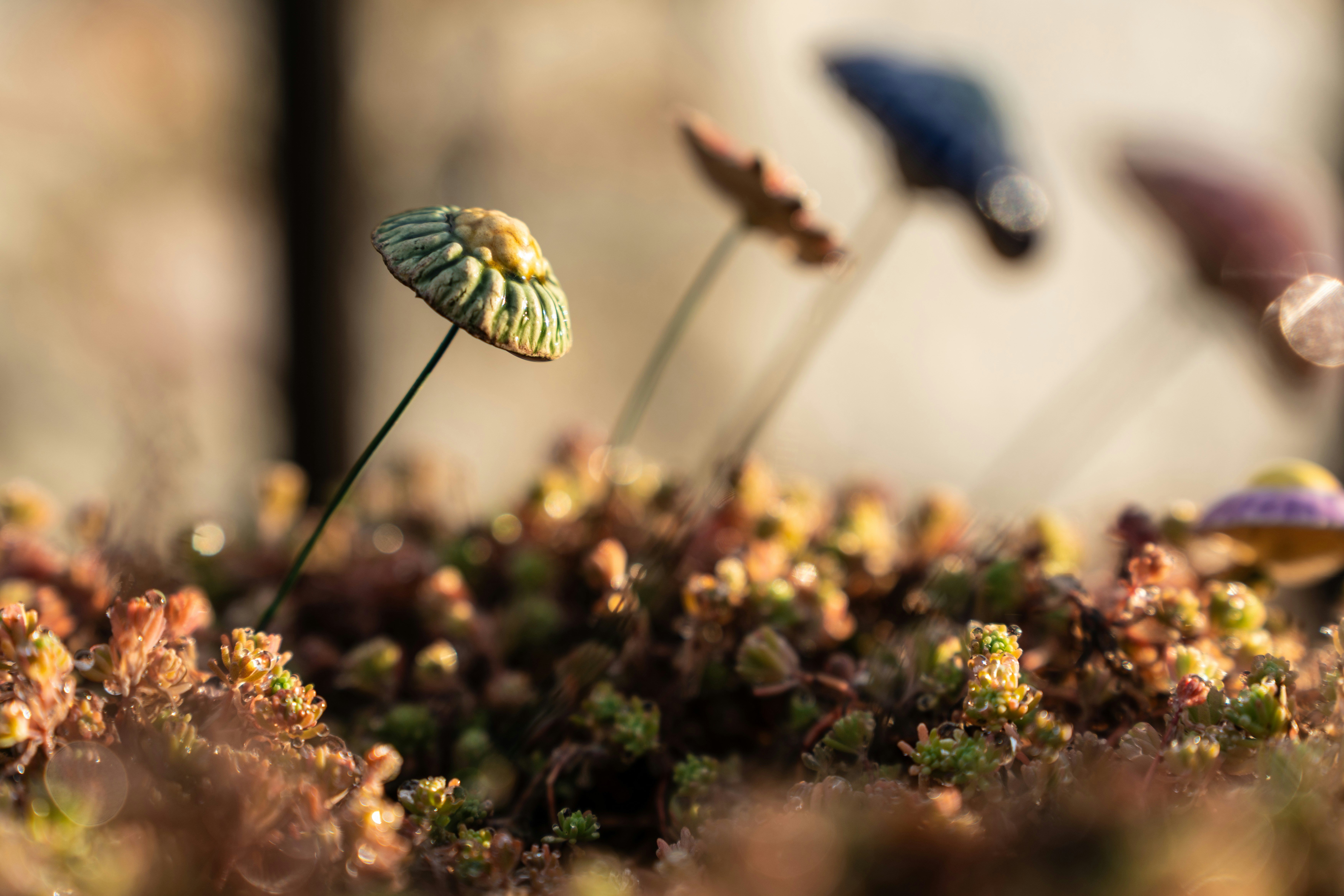 Emerald Cap in a Moss Carpet: A Macro Quietness