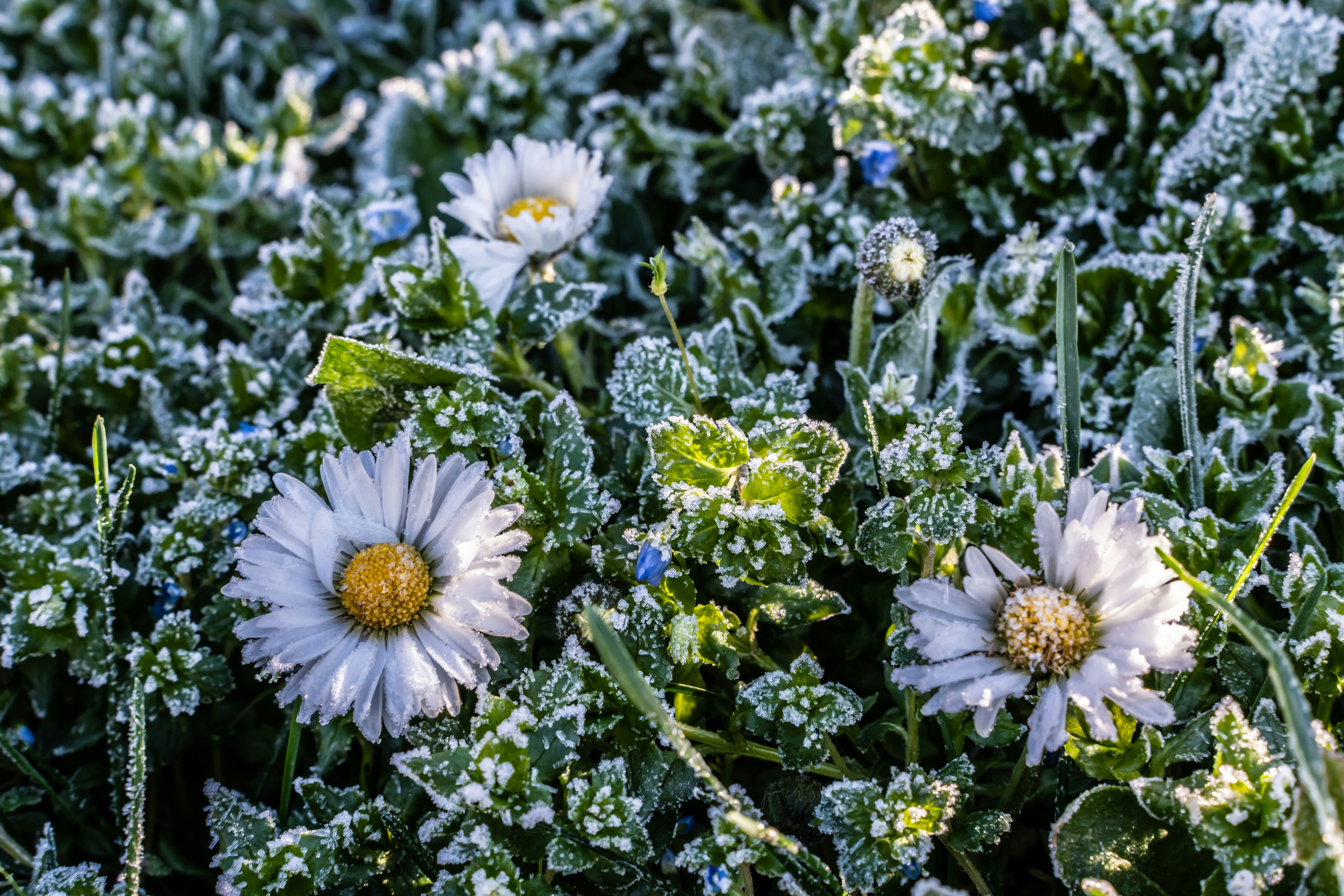 Frost-kissed daisies in a sunlit meadow under morning light