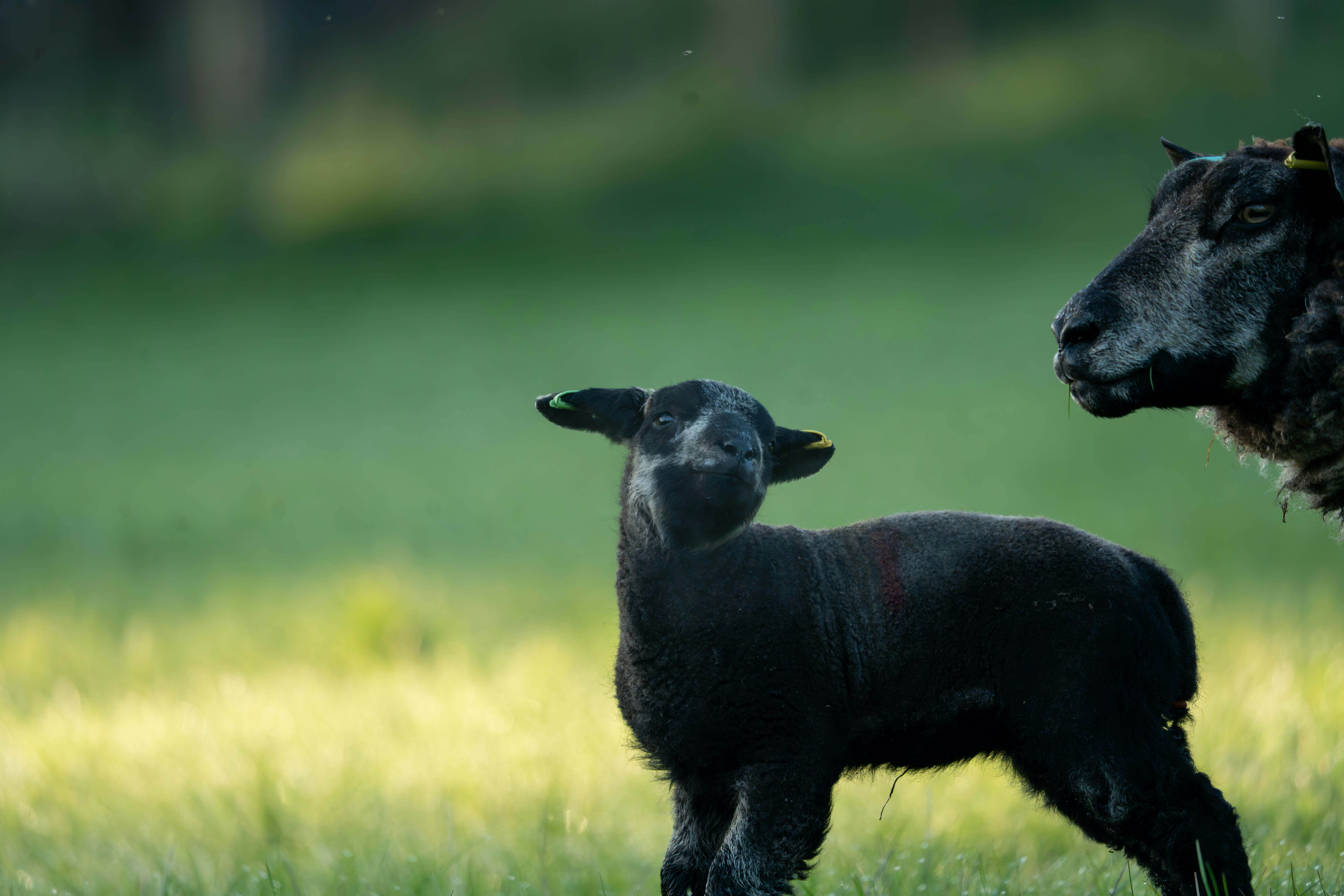 Whispers of Spring: A Newborn's First Glimpse