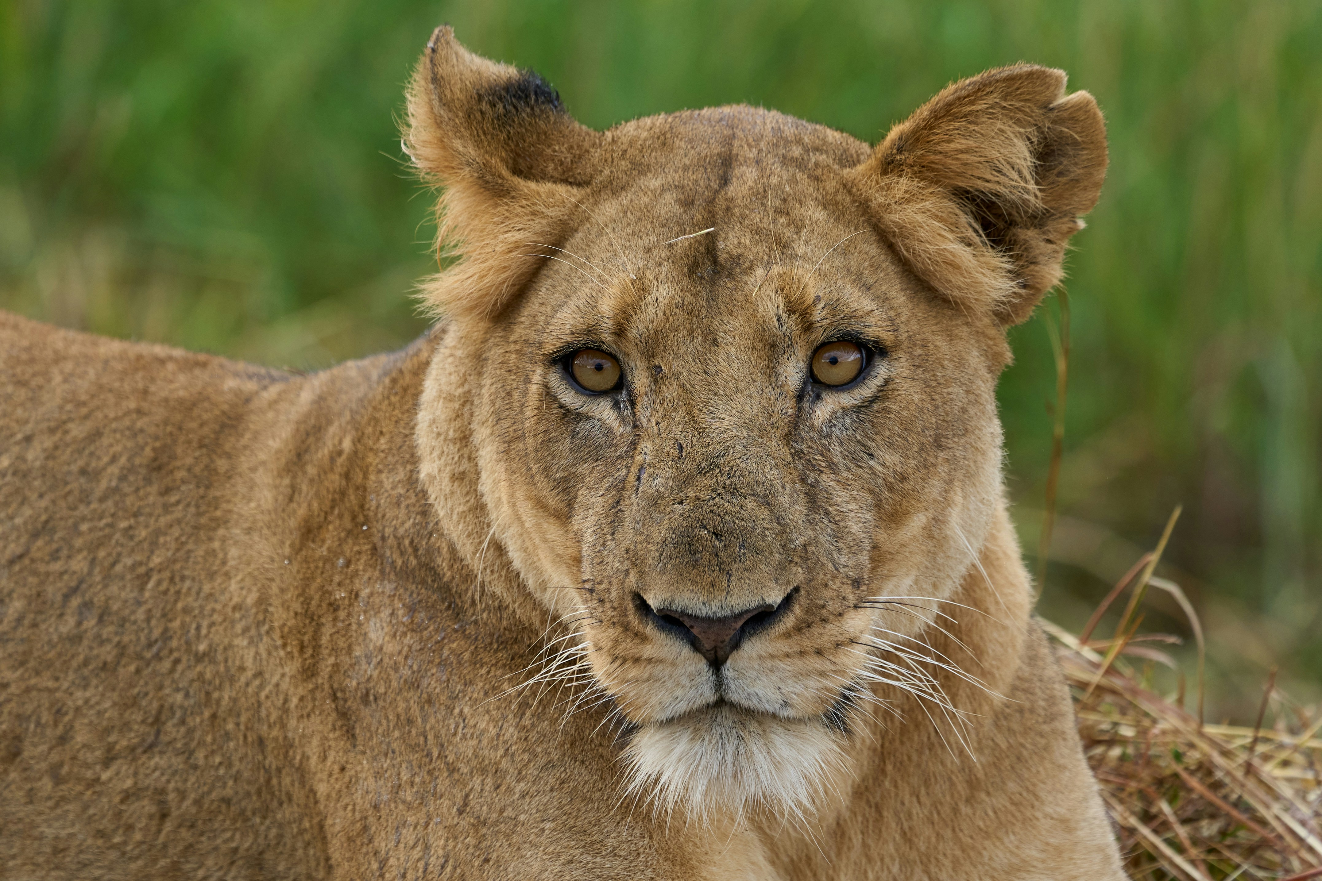 A lioness is looking directly at the viewer. photo – Free Cats Image on ...