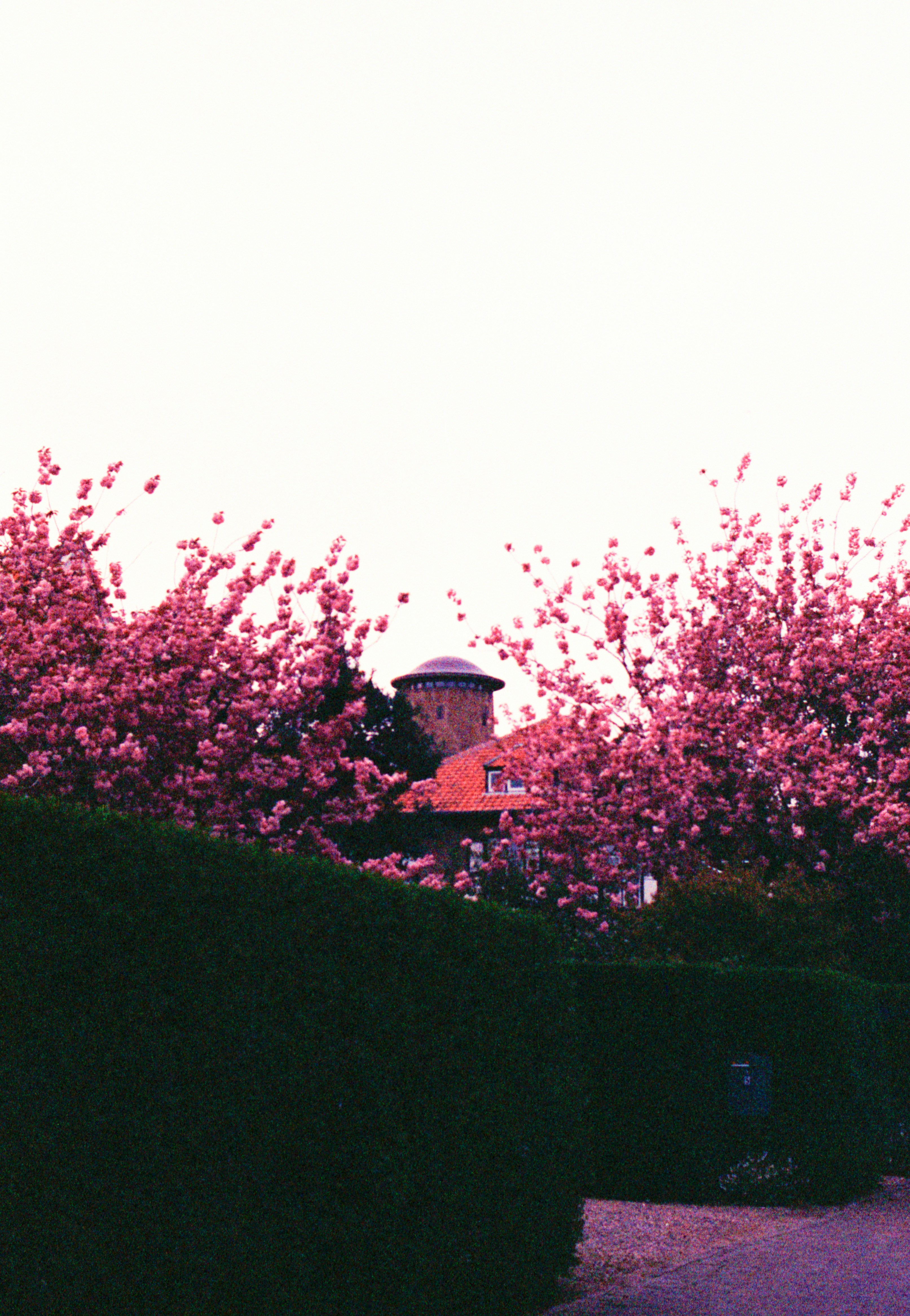 Pink cherry blossoms frame a brick building with a small domed roof, set behind a tall hedge. A gravel path curves along the foreground.