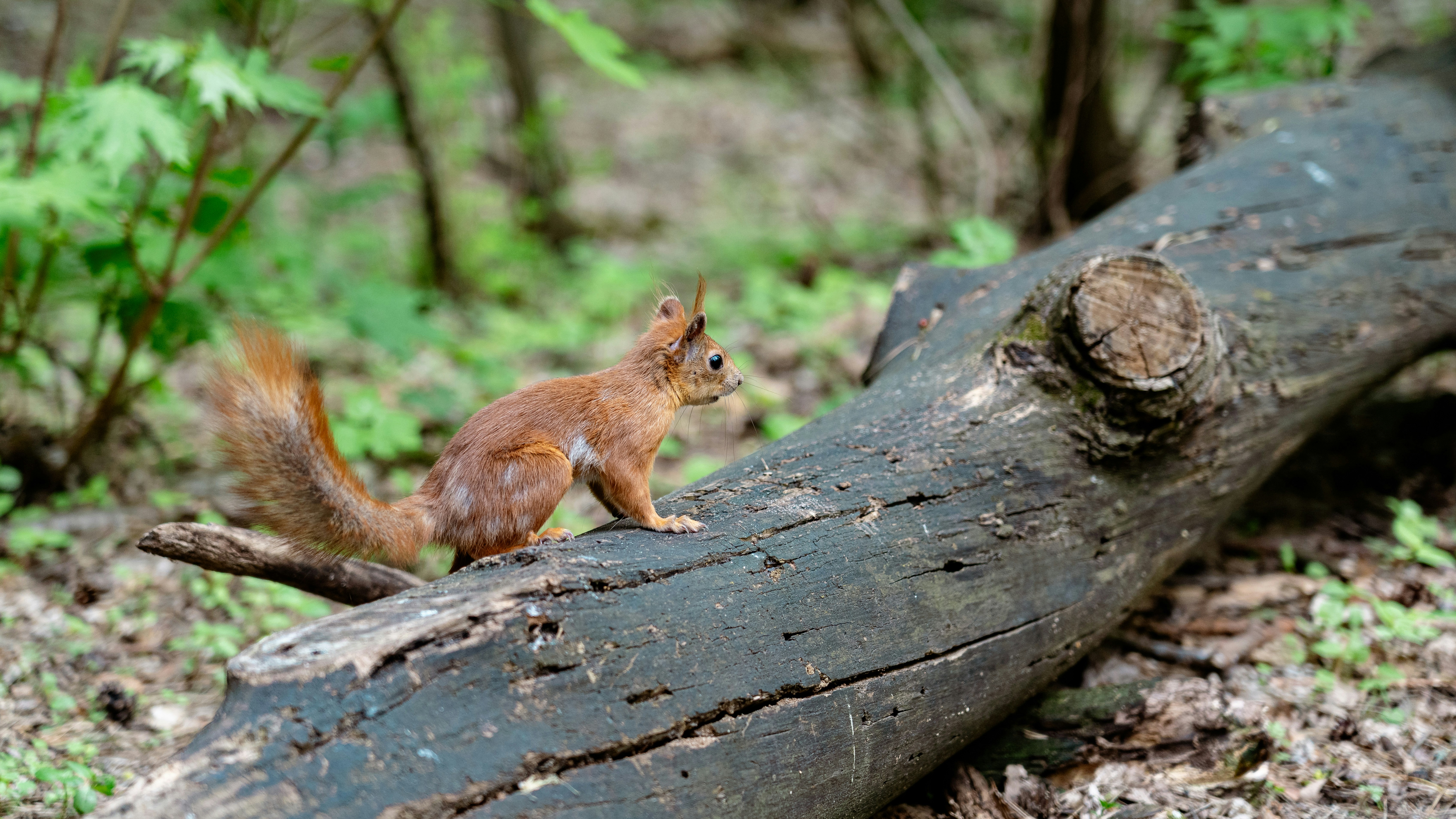 The Woodland Wanderer