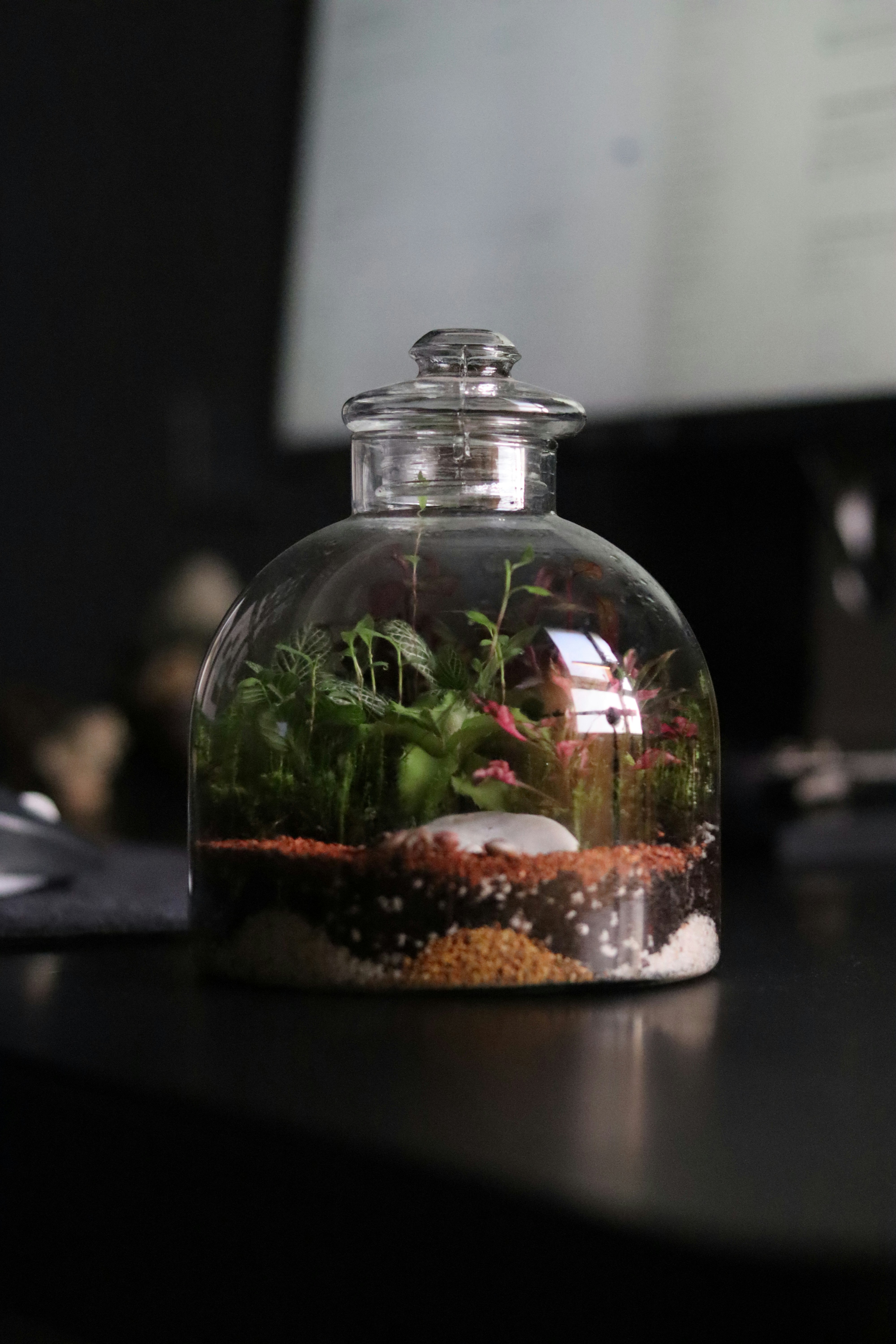 Deskbound Terrarium: A Glass World of Green Beneath Dim Light