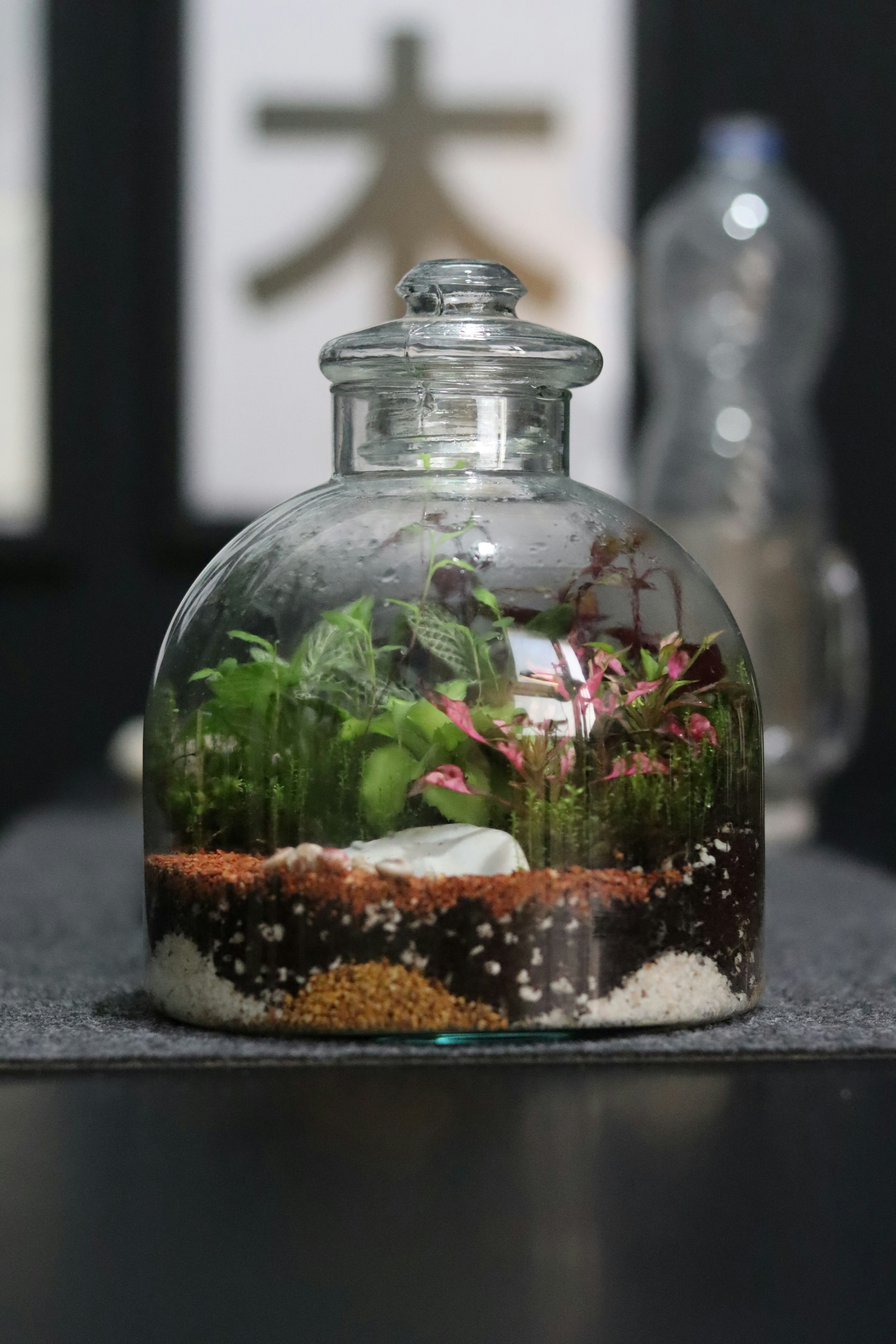 A beautiful and unique terrarium on display. photo – Free Image on Unsplash