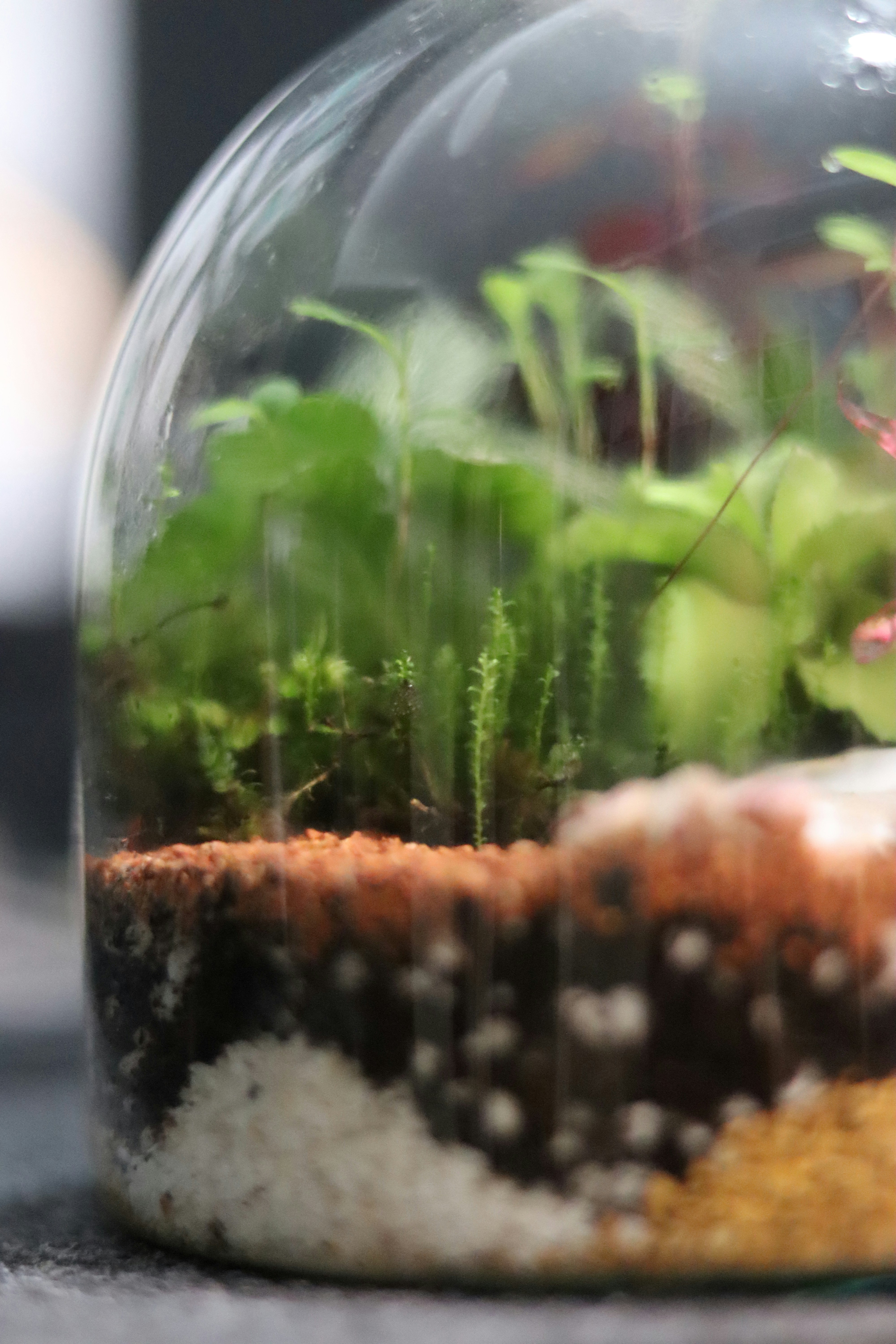 Dome of Delicate Green: A Micro Terrarium Portrait