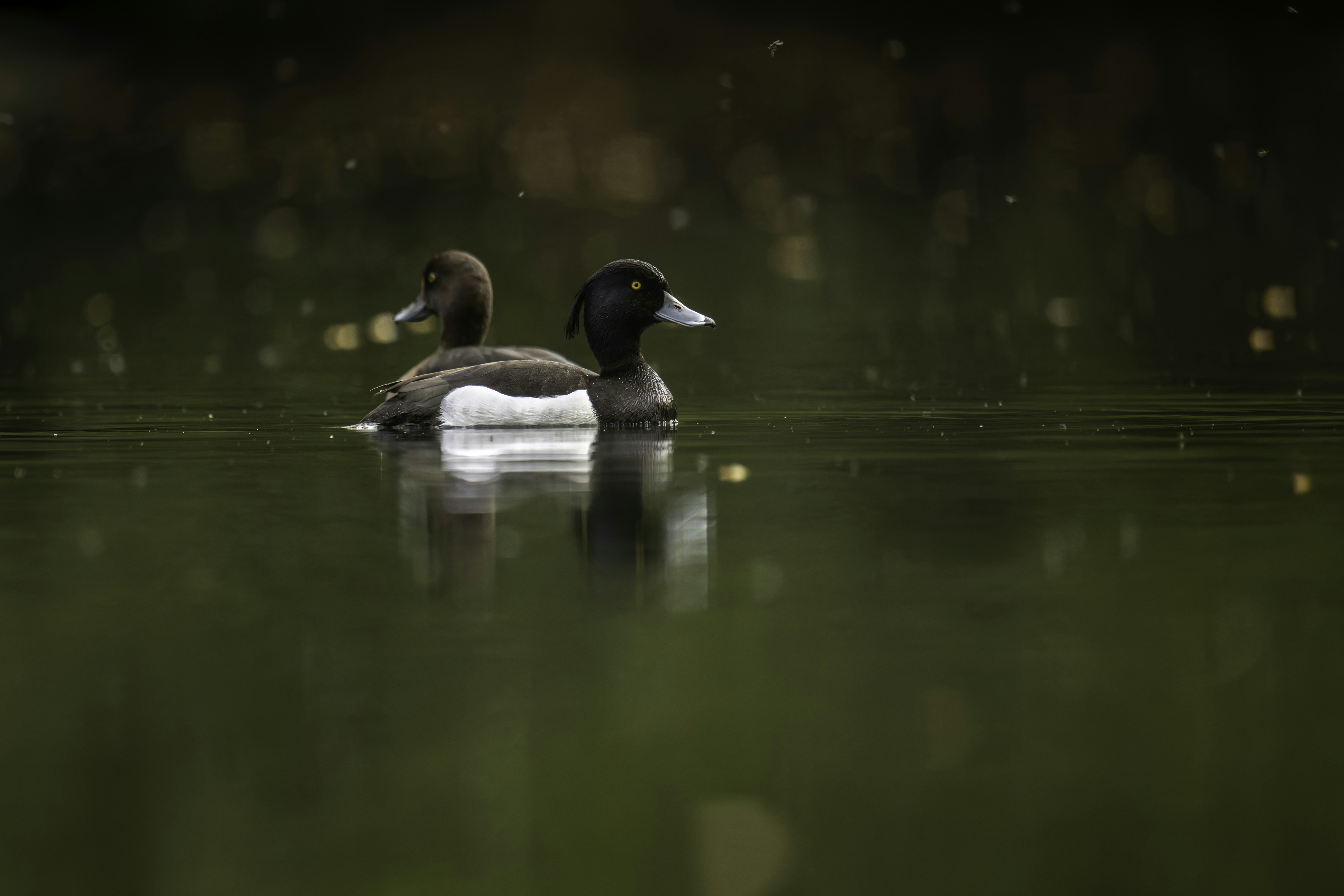 Hidden Pair on a Mirror-Like Pond