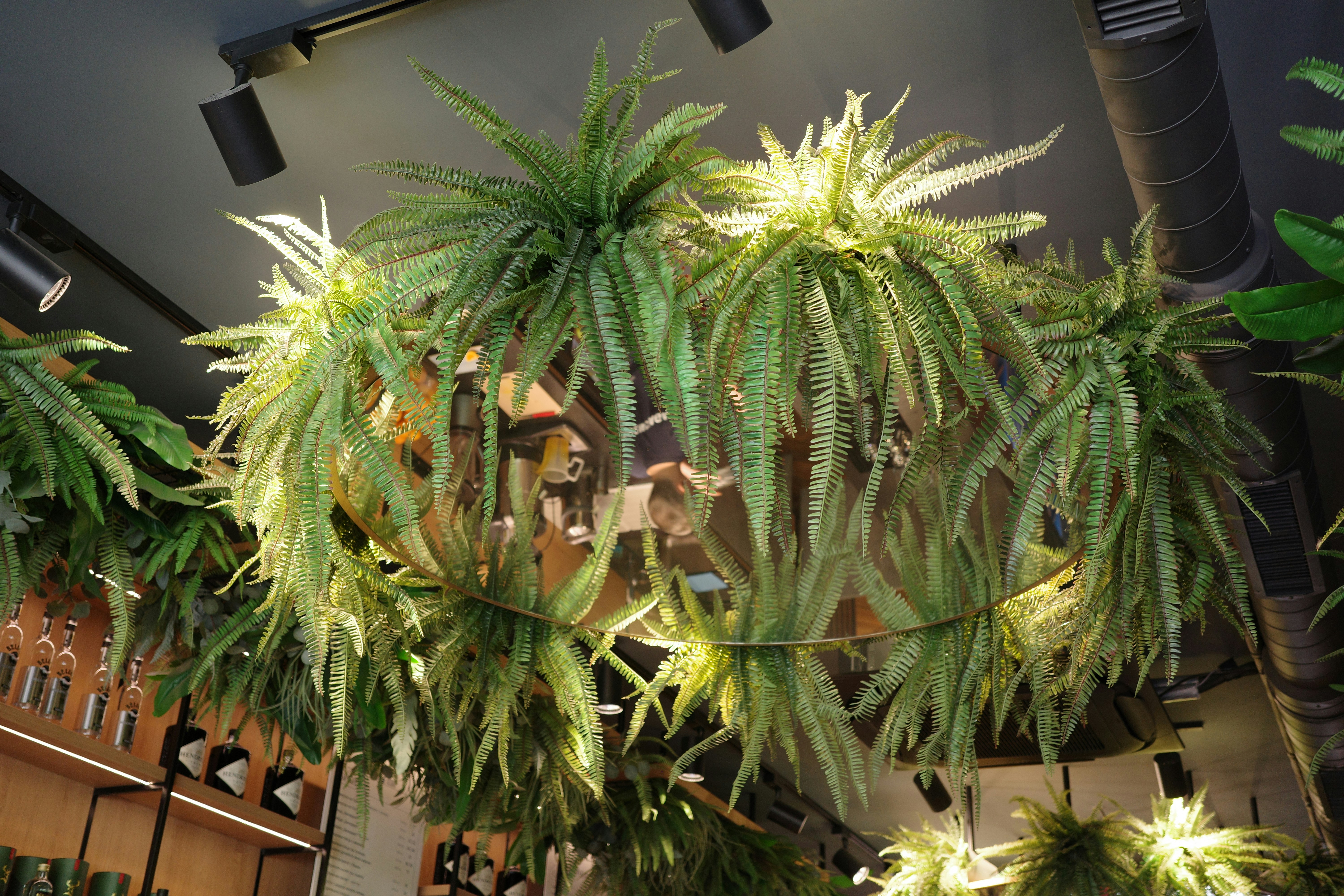 Vertical Forest: Hanging Ferns Suspended Under Warm Interior Lighting