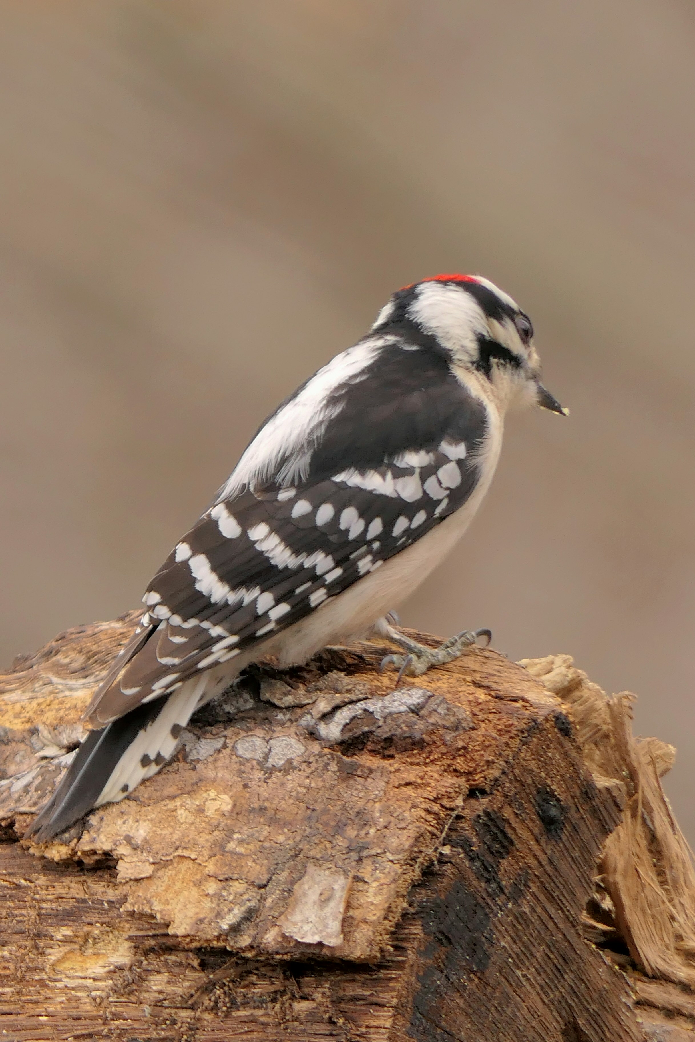 male downy woodpecker perched on log