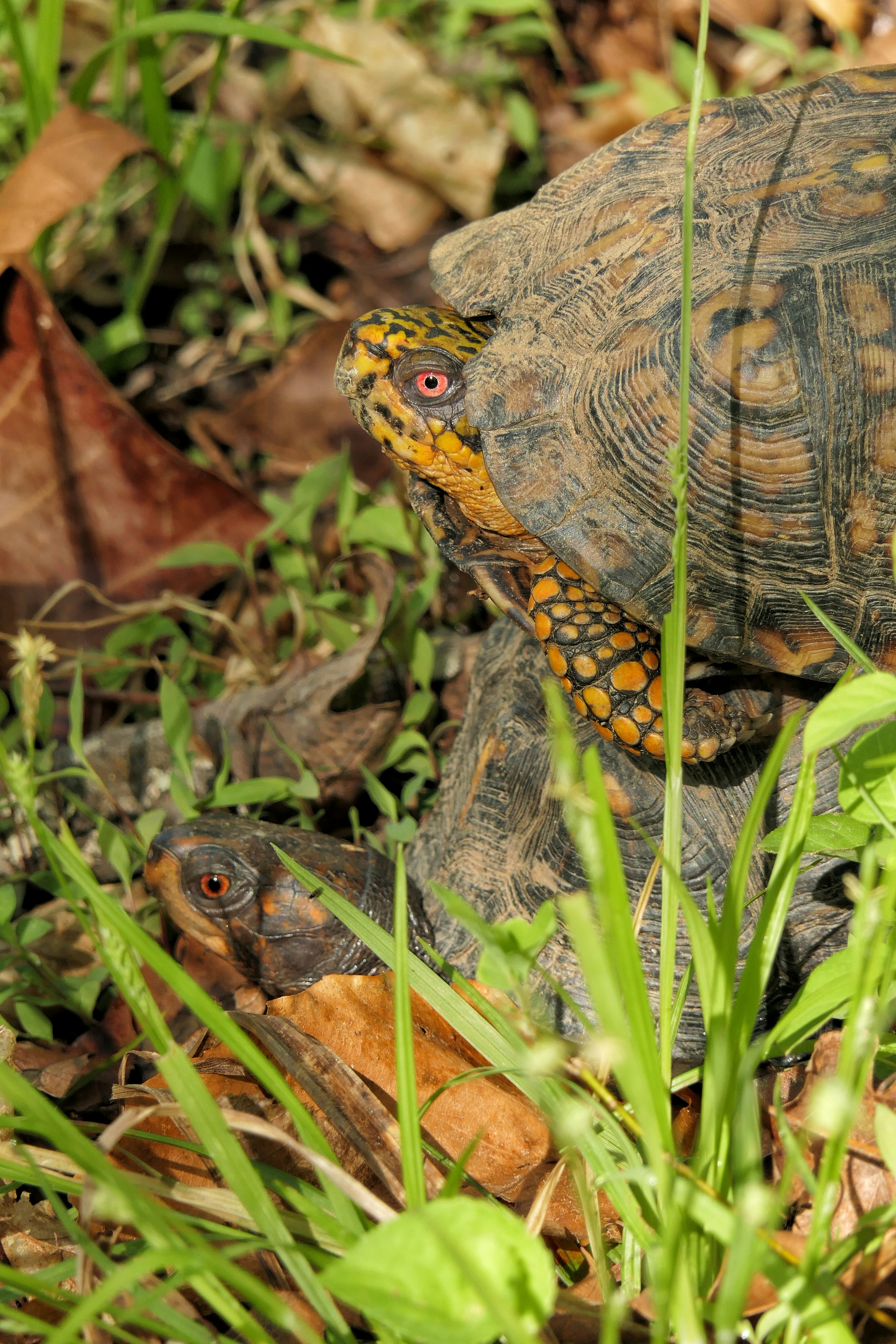 box turtle couple in spring