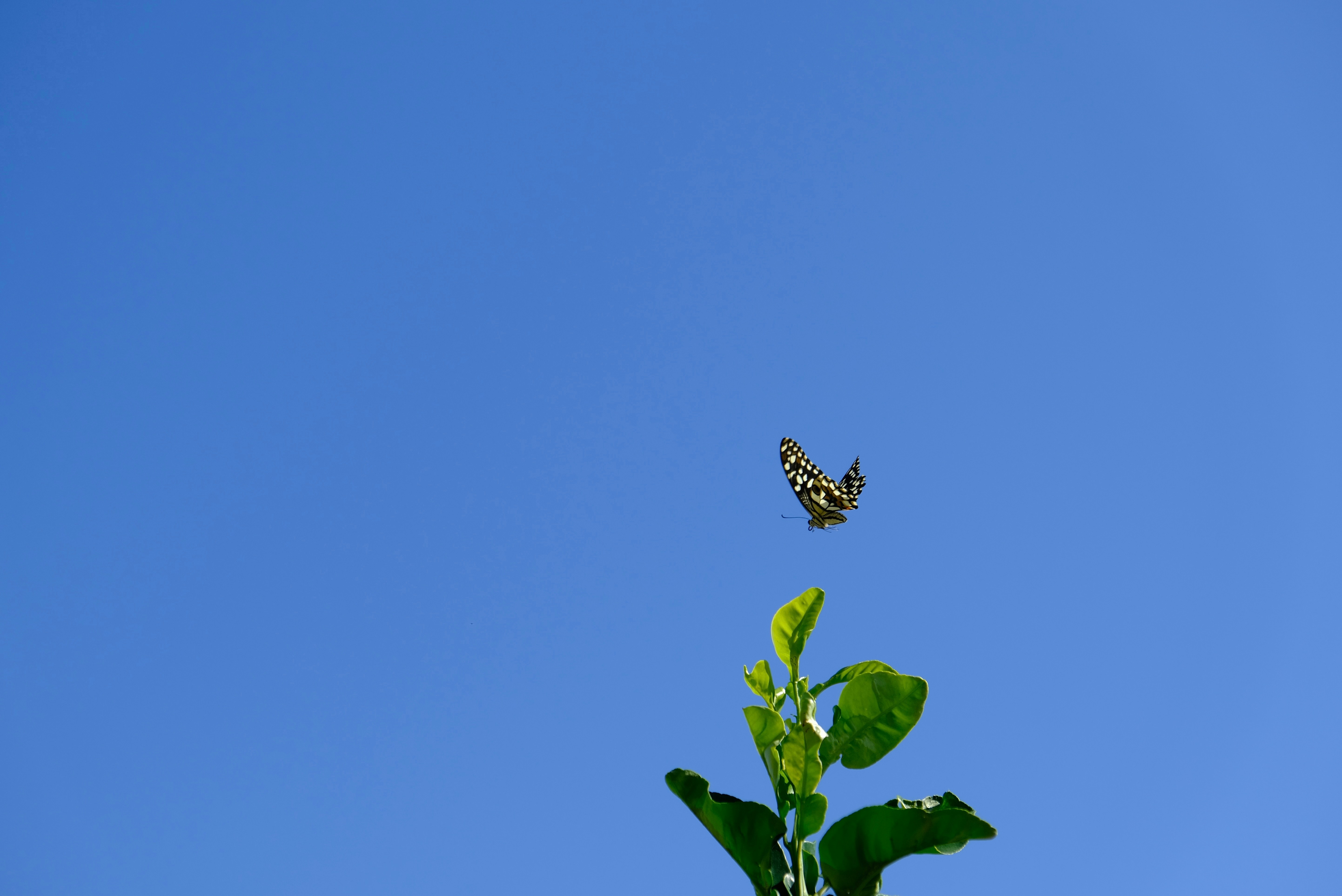 Skybound Whisper: A speckled butterfly hovering above a lime leaf against a clear azure sky