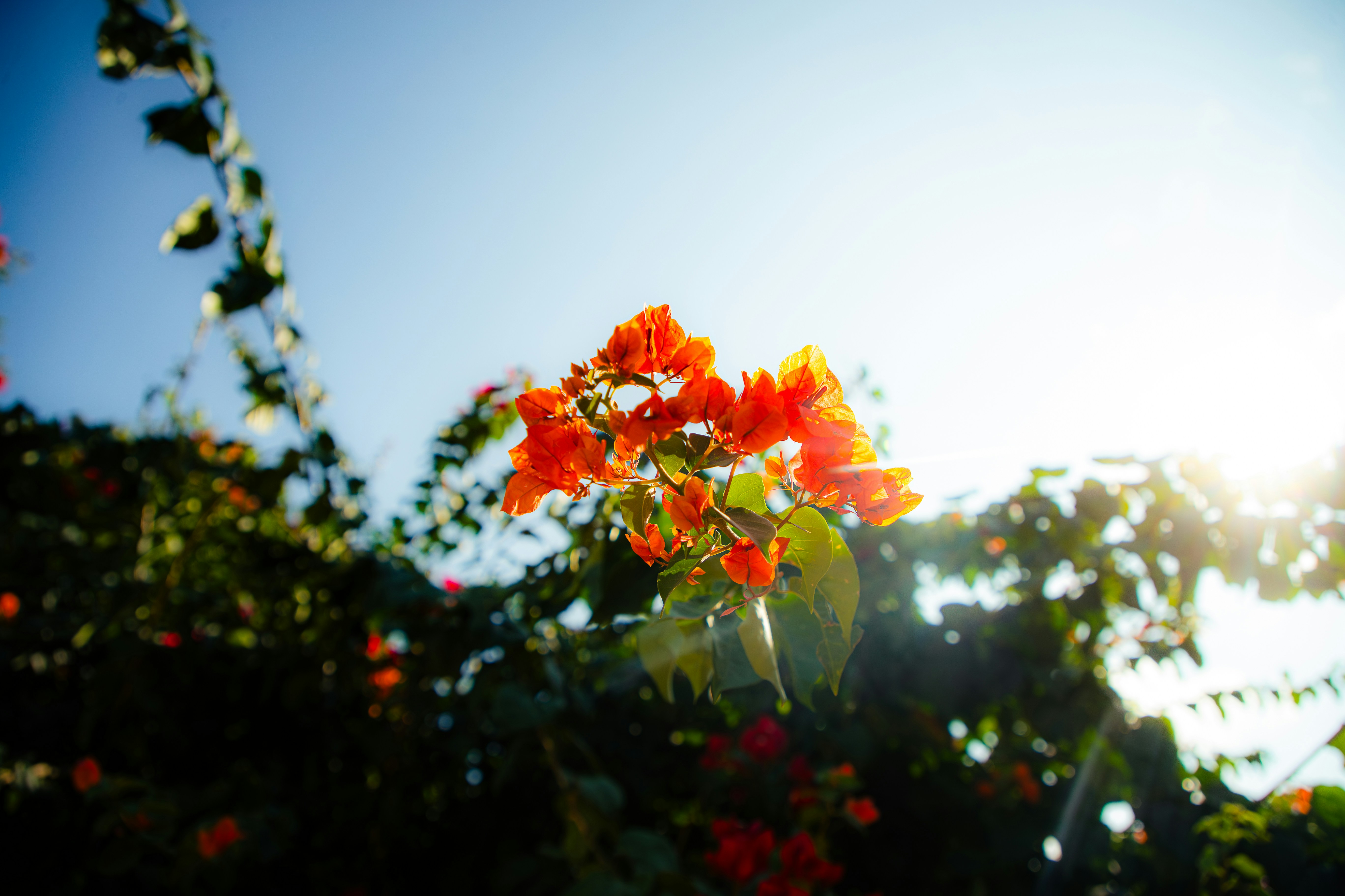 Orange flowers bloom in the bright sunshine. photo – Free Full hd ...