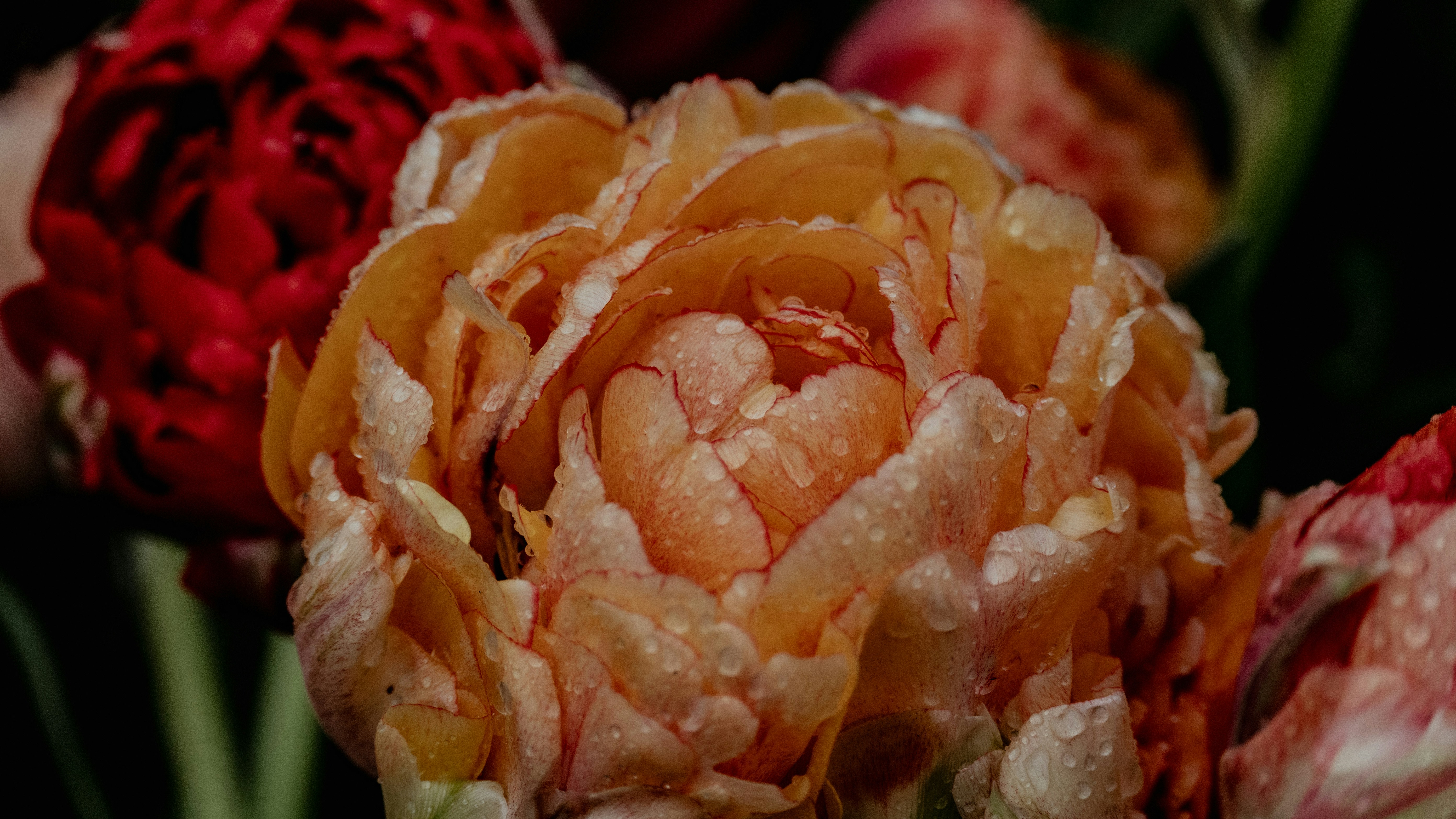 Dew-Kissed Coral Peony: Close-Up Portrait of Fragile Petals