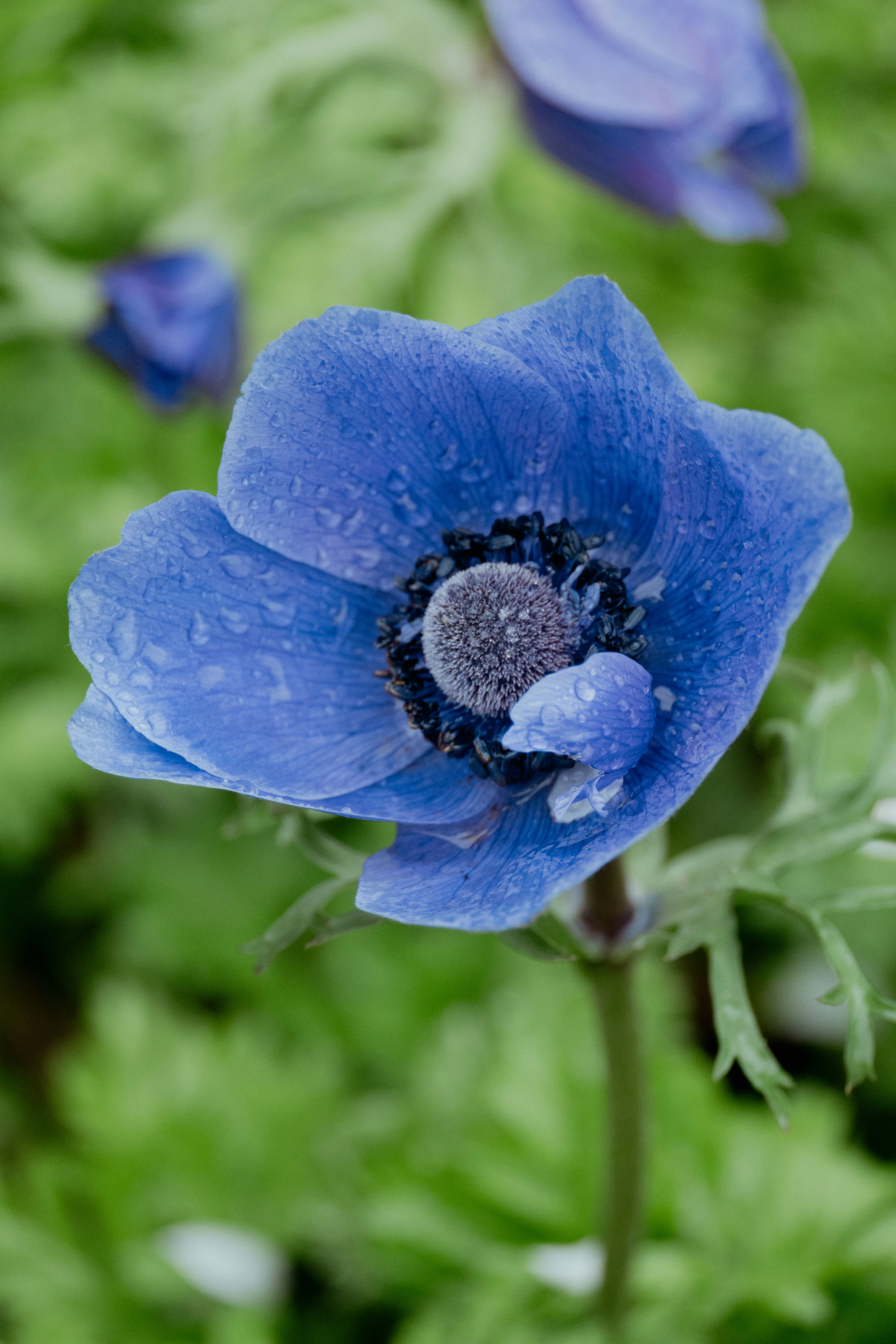 Dew-kissed Blue Anemone: velvet petals cradle a midnight center