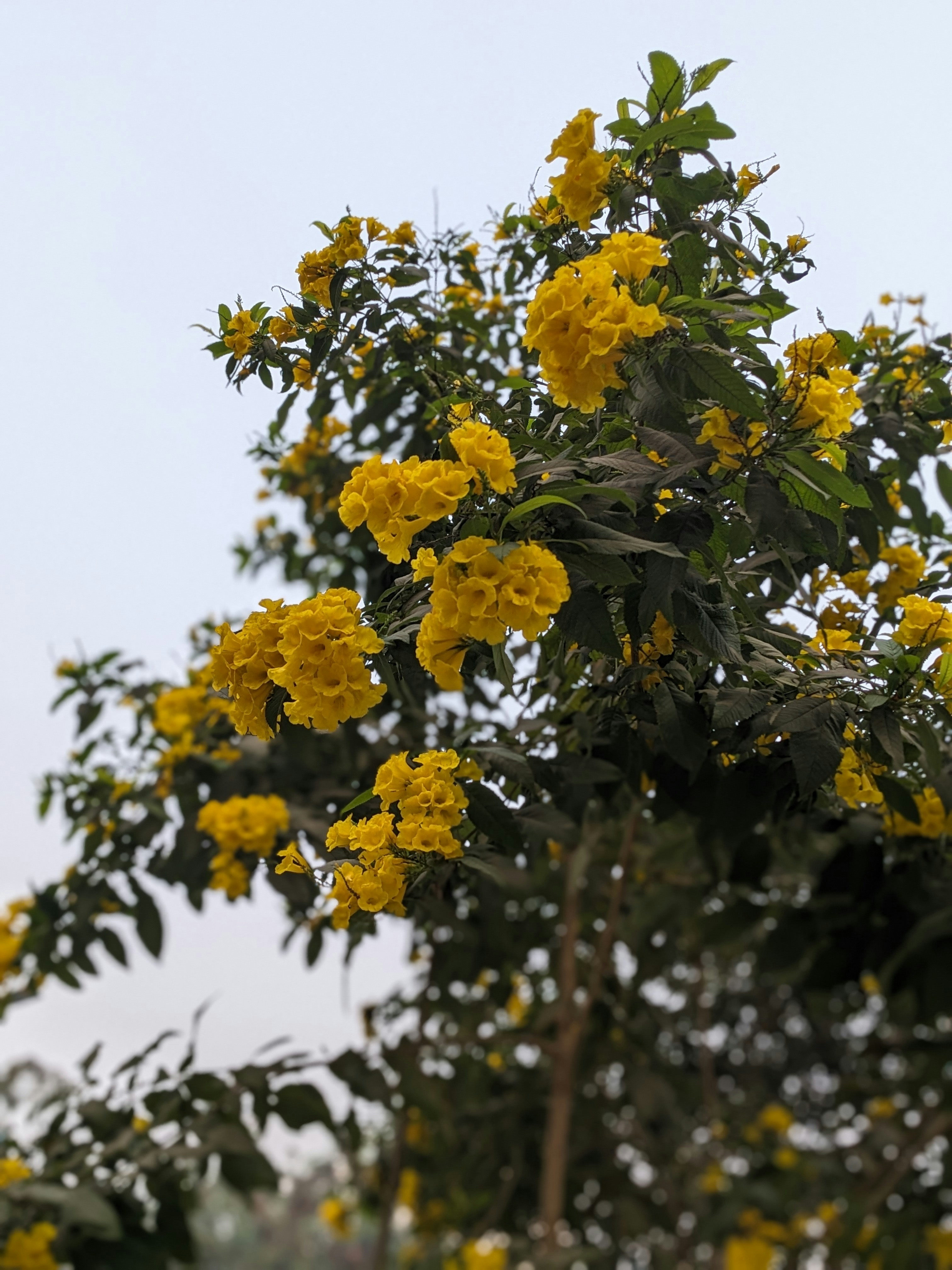 A photograph of vibrant yellow blossoms clustered on a leafy shrub against a pale blue sky.