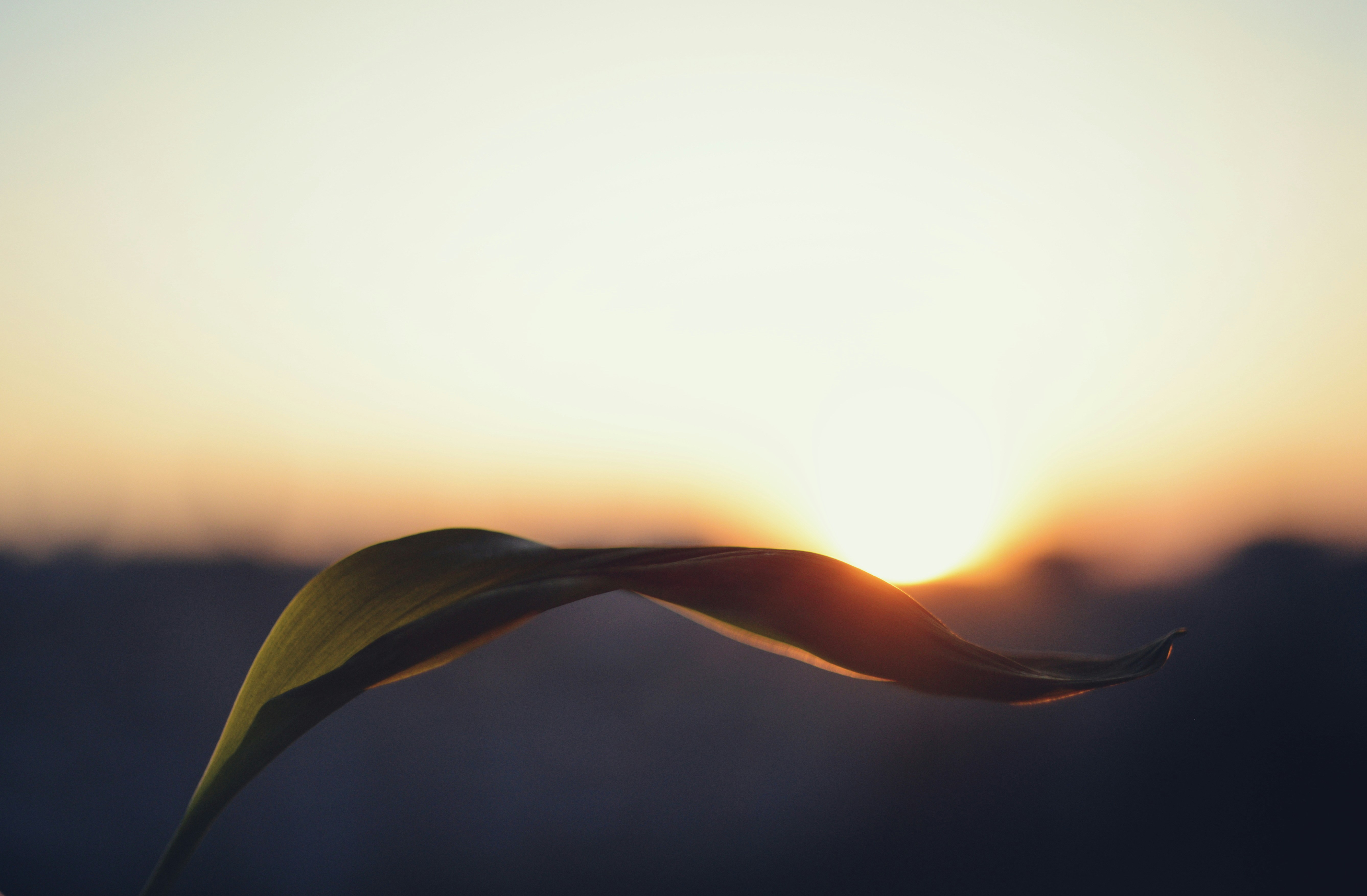 Sunlit Maxim: A single leaf against a horizon of glow
